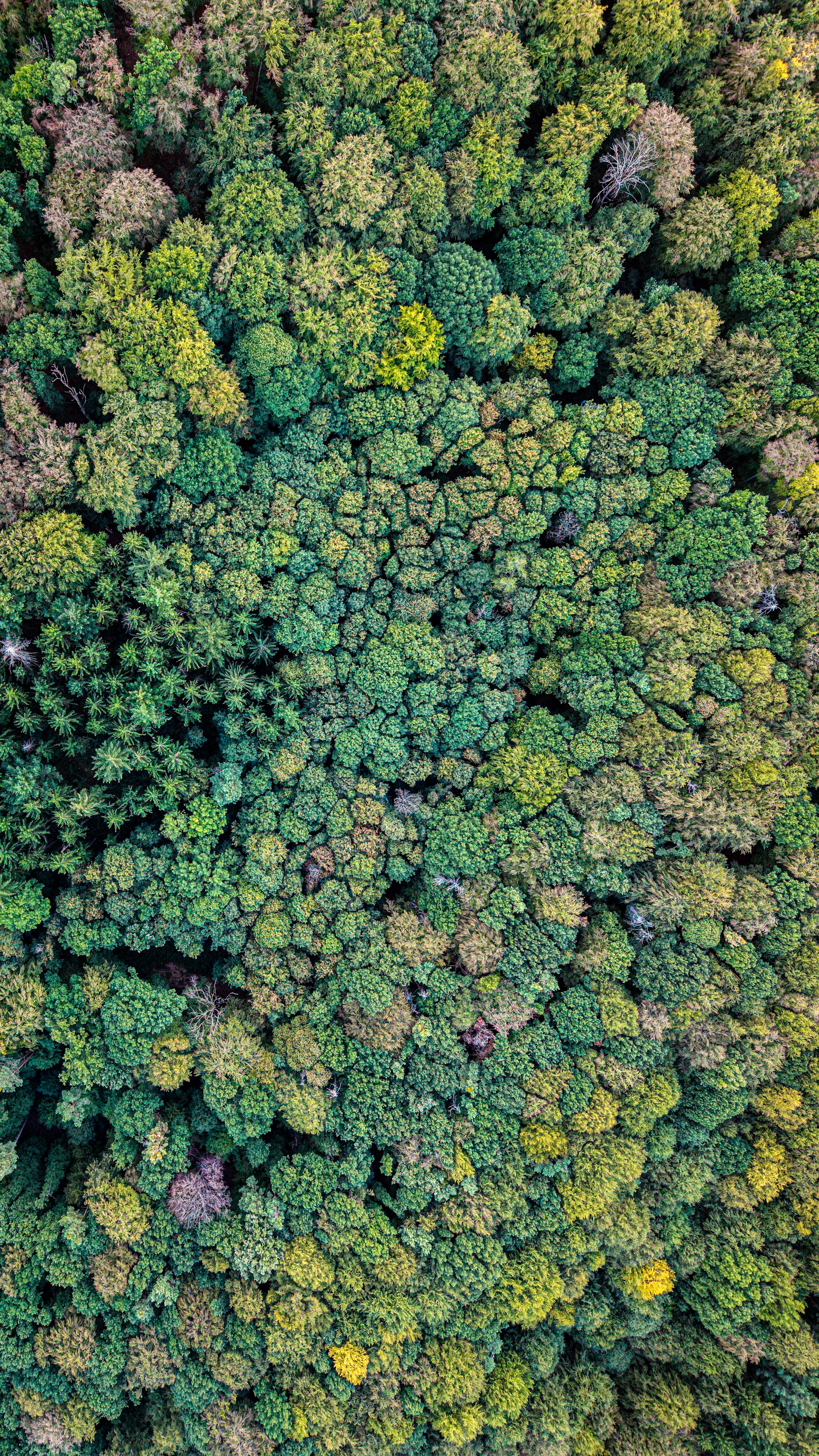 Canopy Mosaic: Aerial Tapestry of Autumn Hues