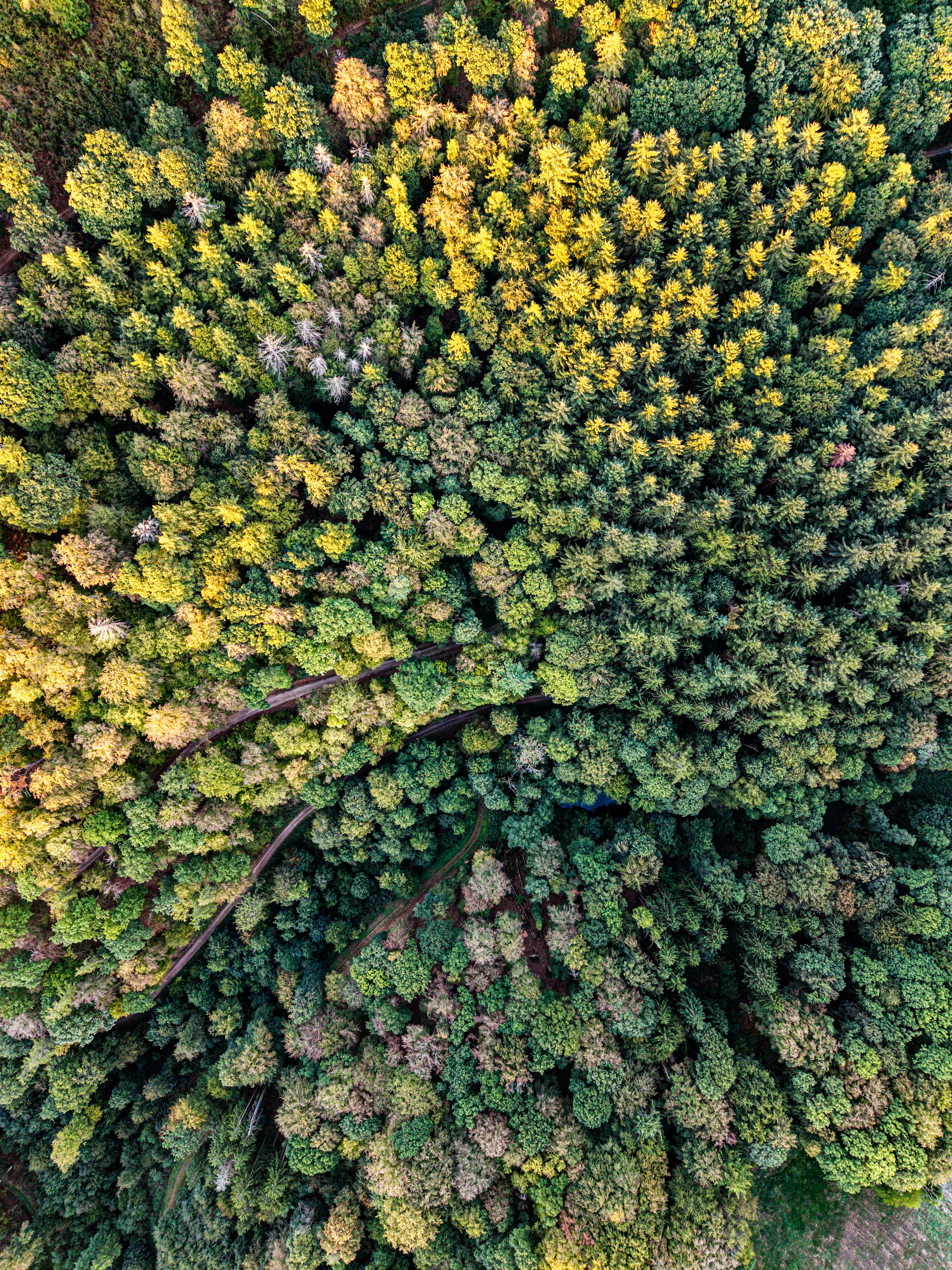 Lush Canopy Maze: A Bird’s-Eye of Autumnal Pines