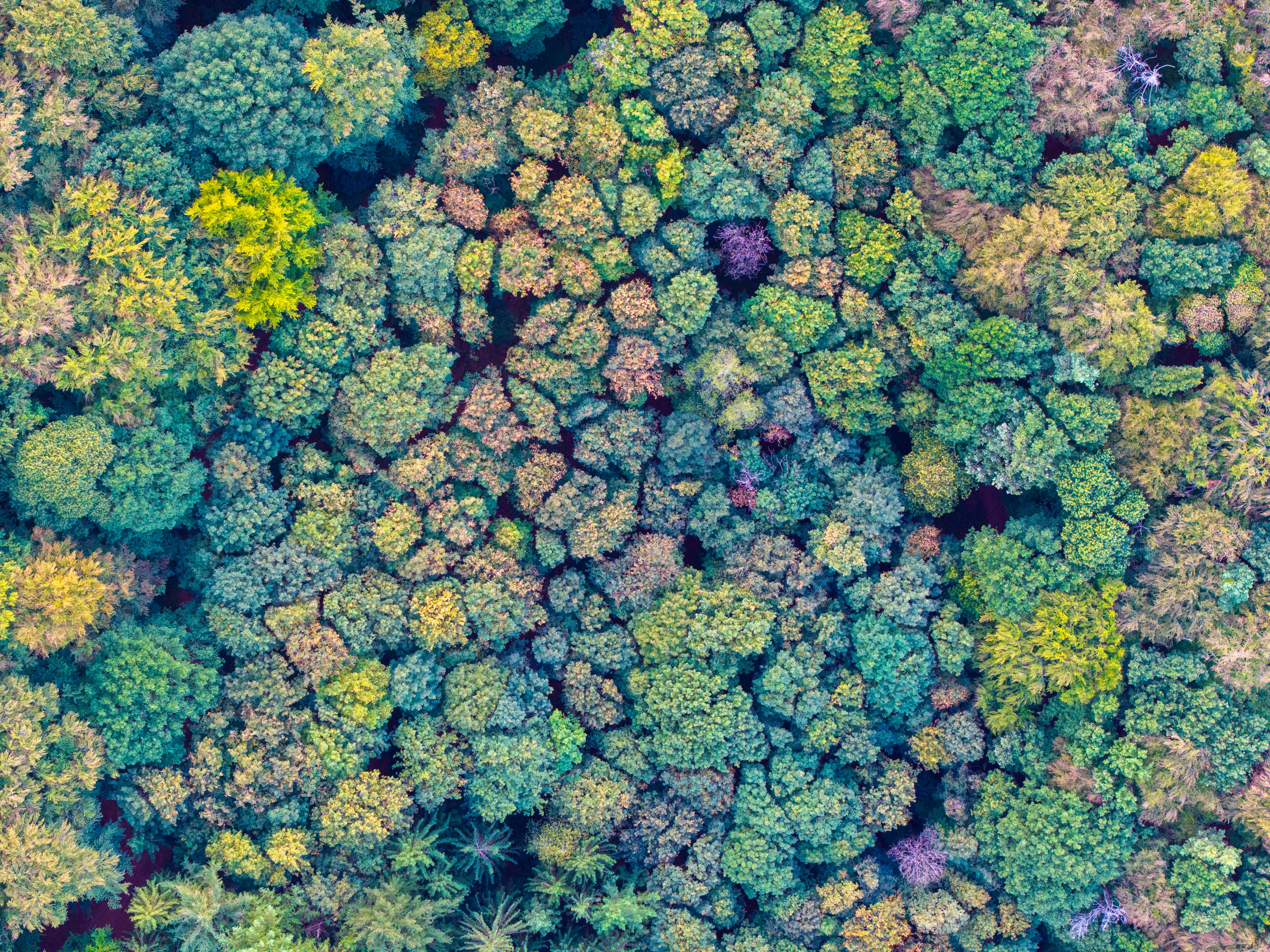 Aerial view reveals a dense quilt of treetops in varied autumn hues, forming a seamless mosaic across the landscape. Note: the scene depicts a natural forest canopy from above.