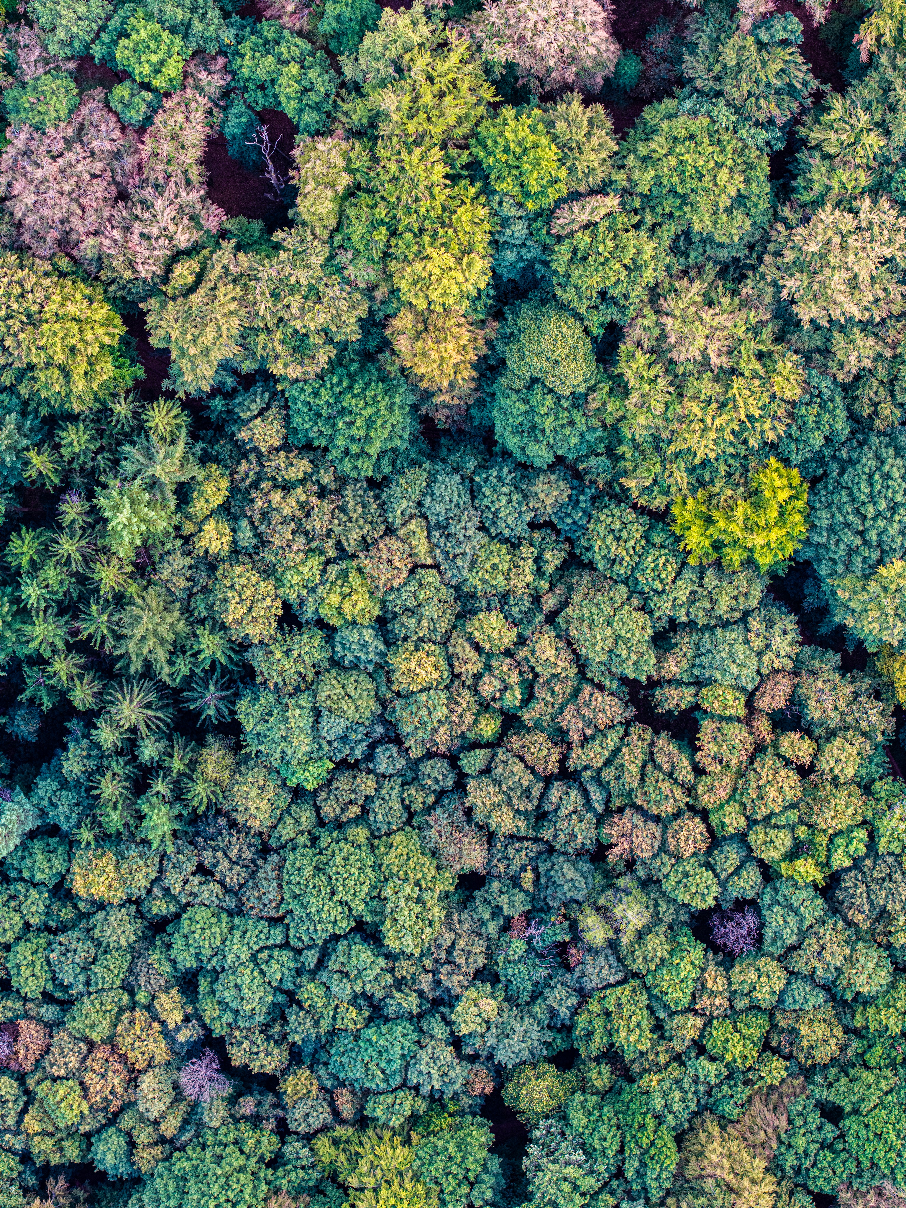 Aerial view of a dense forest with a mosaic of green, yellow, and purple canopies, highlighting varied tree species and seasonal color shifts.