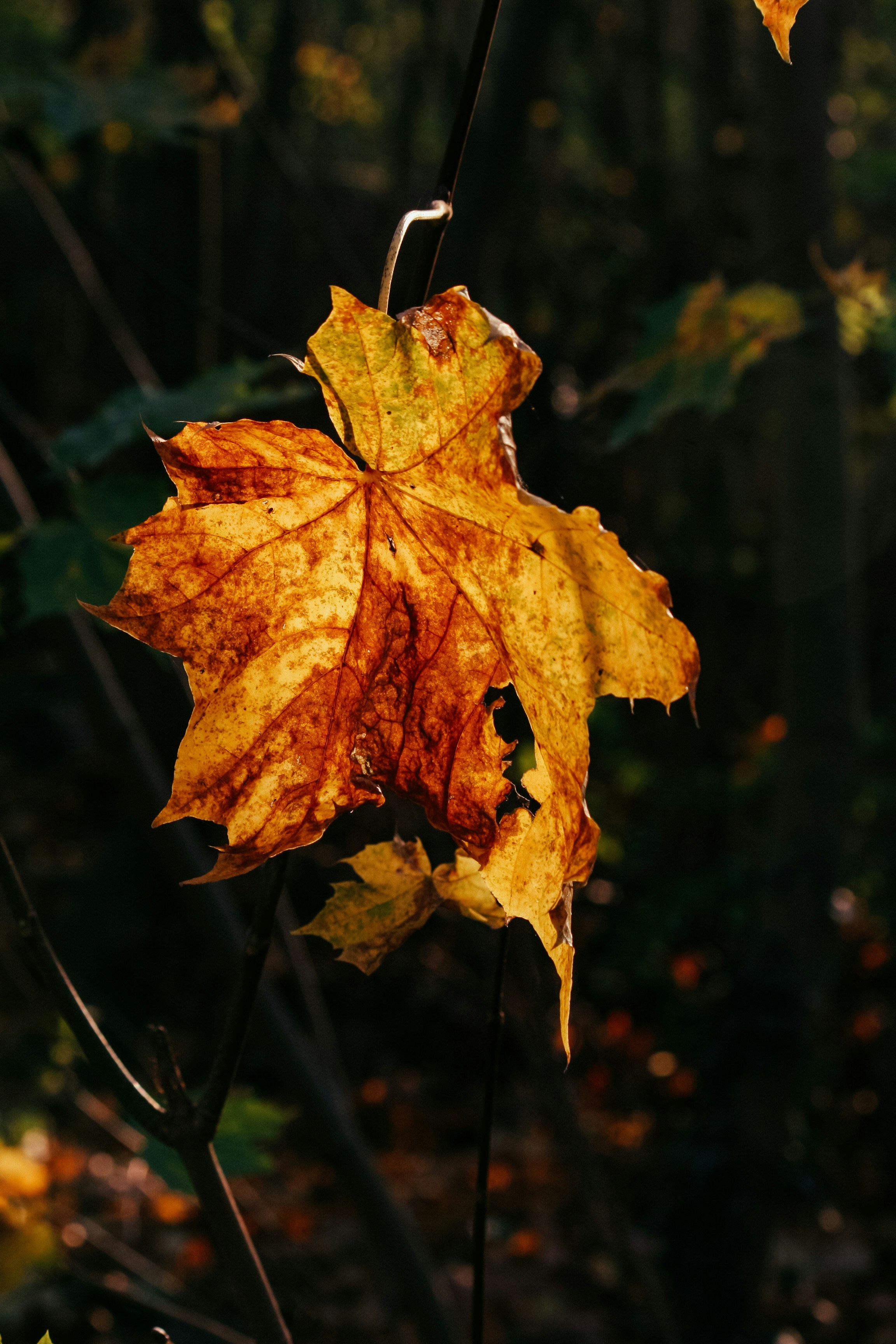 A single golden maple leaf clings to a twig, illuminated against a dark background, highlighting autumn color and texture. The image is a close-up of a natural leaf specimen.