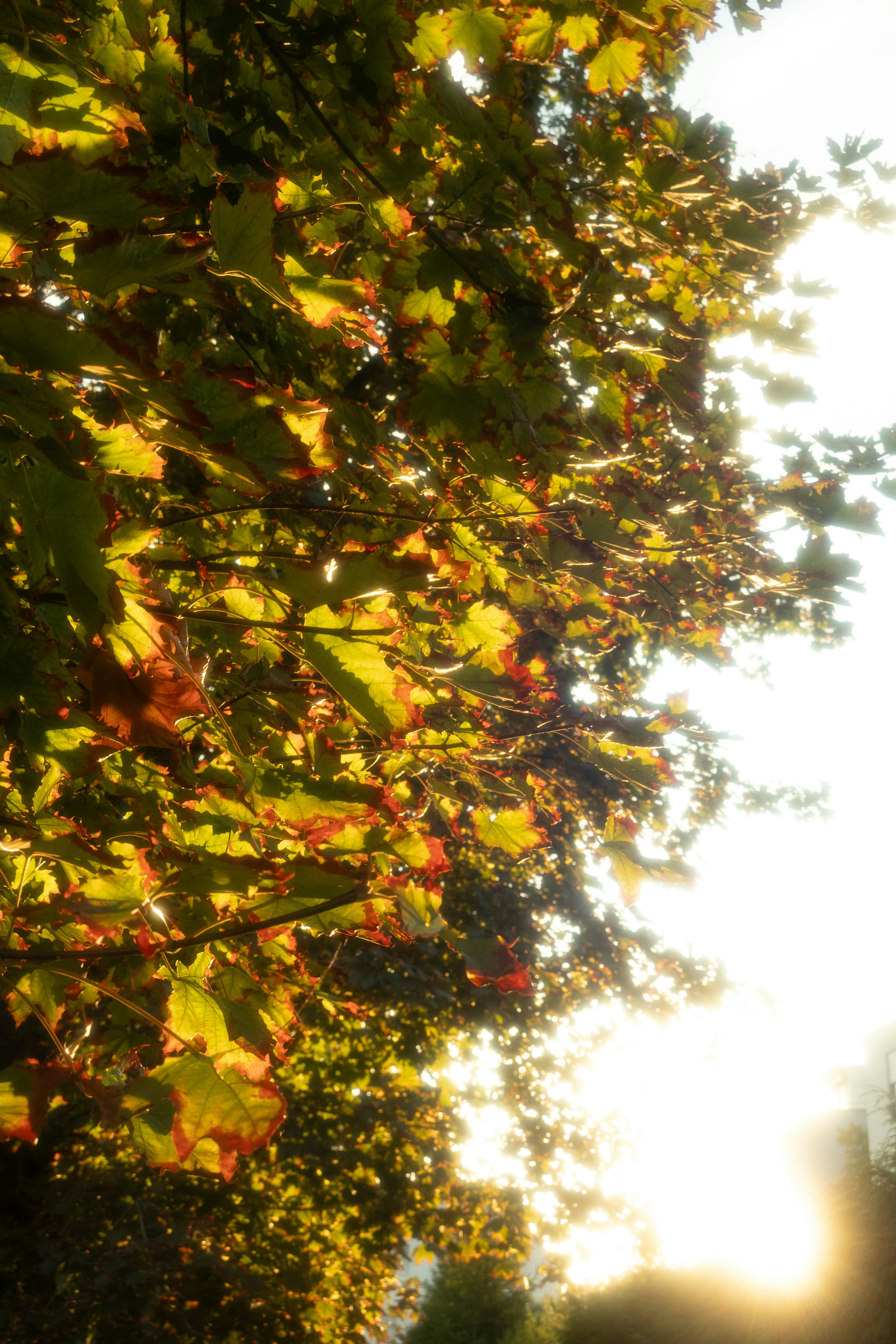 Backlit Autumn Canopy: Sunlit Leaves Framing the Edge