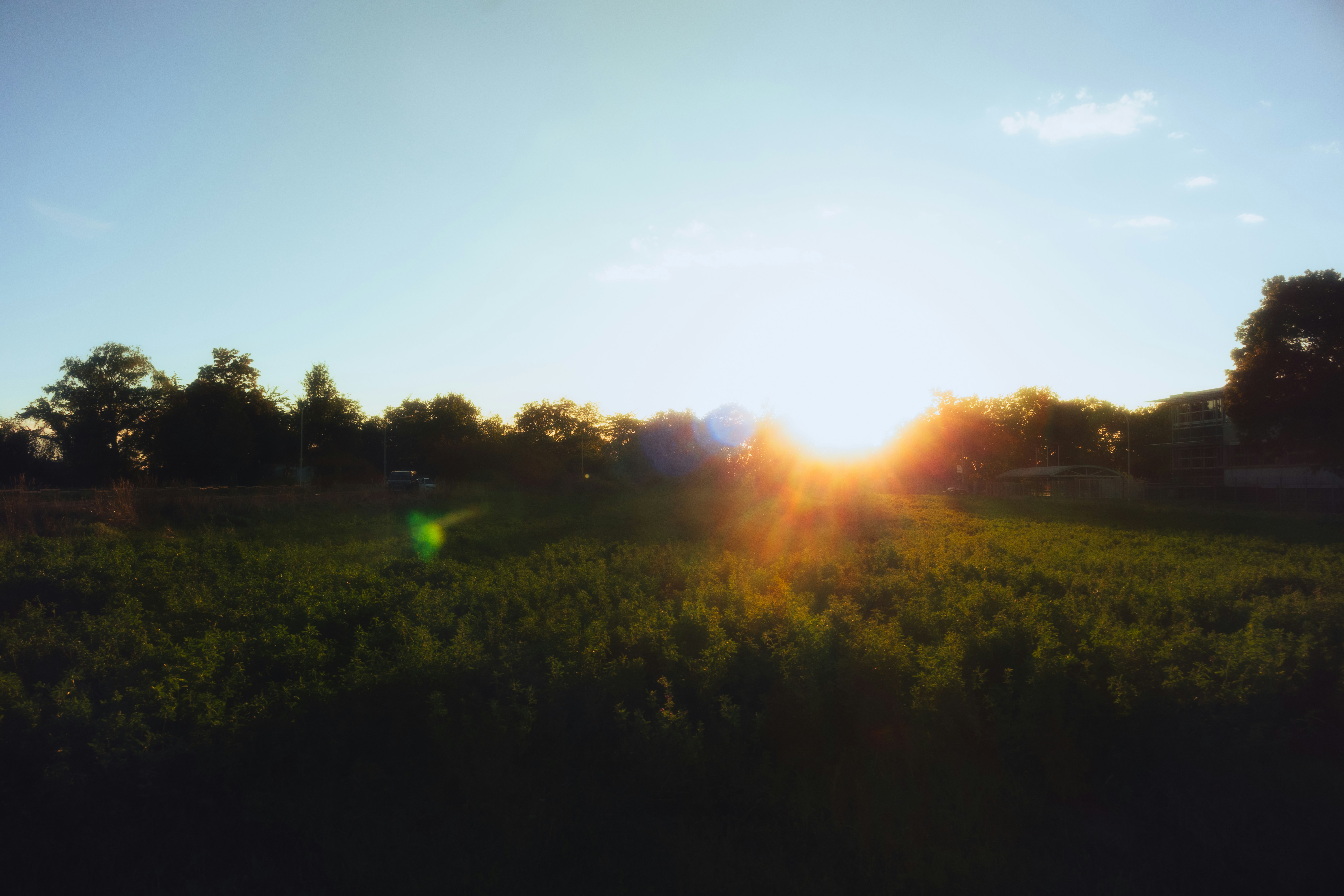 Sunlit Field at Dawn: A Quiet Horizon with Lens Flare
