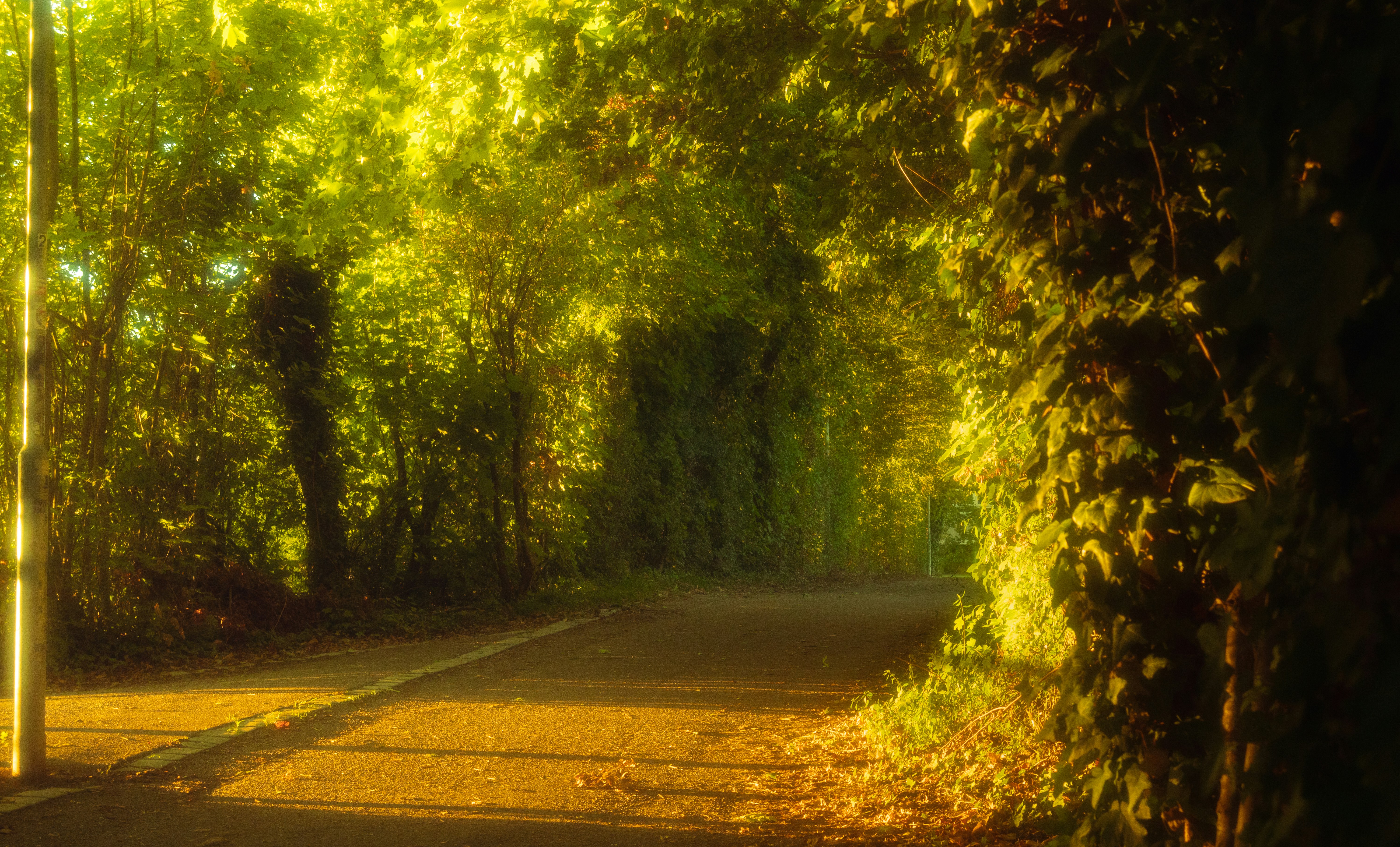 Golden Path: A Sunlit Lane Framed by Quiet Foliage