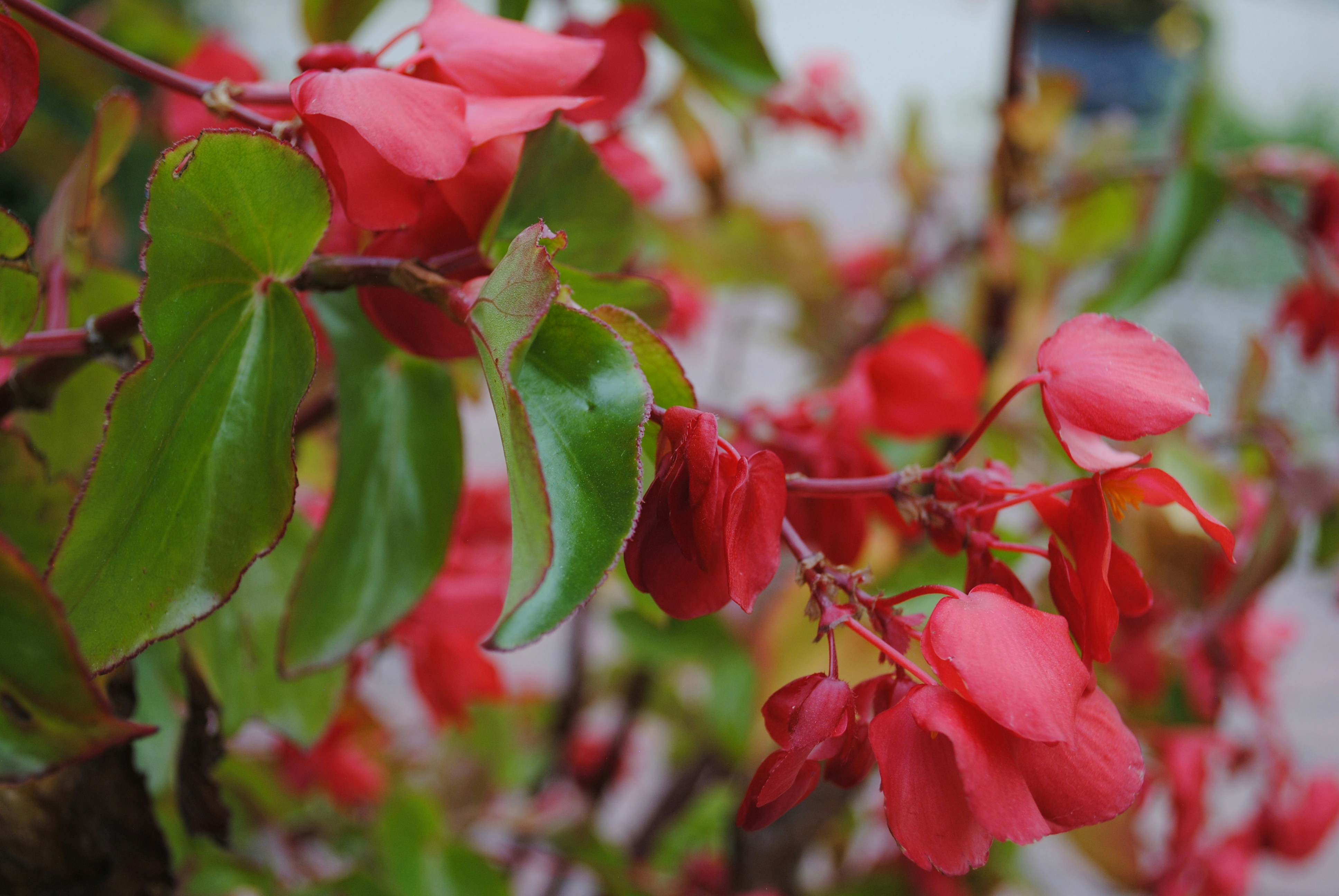 Crimson Petals in Soft Focus