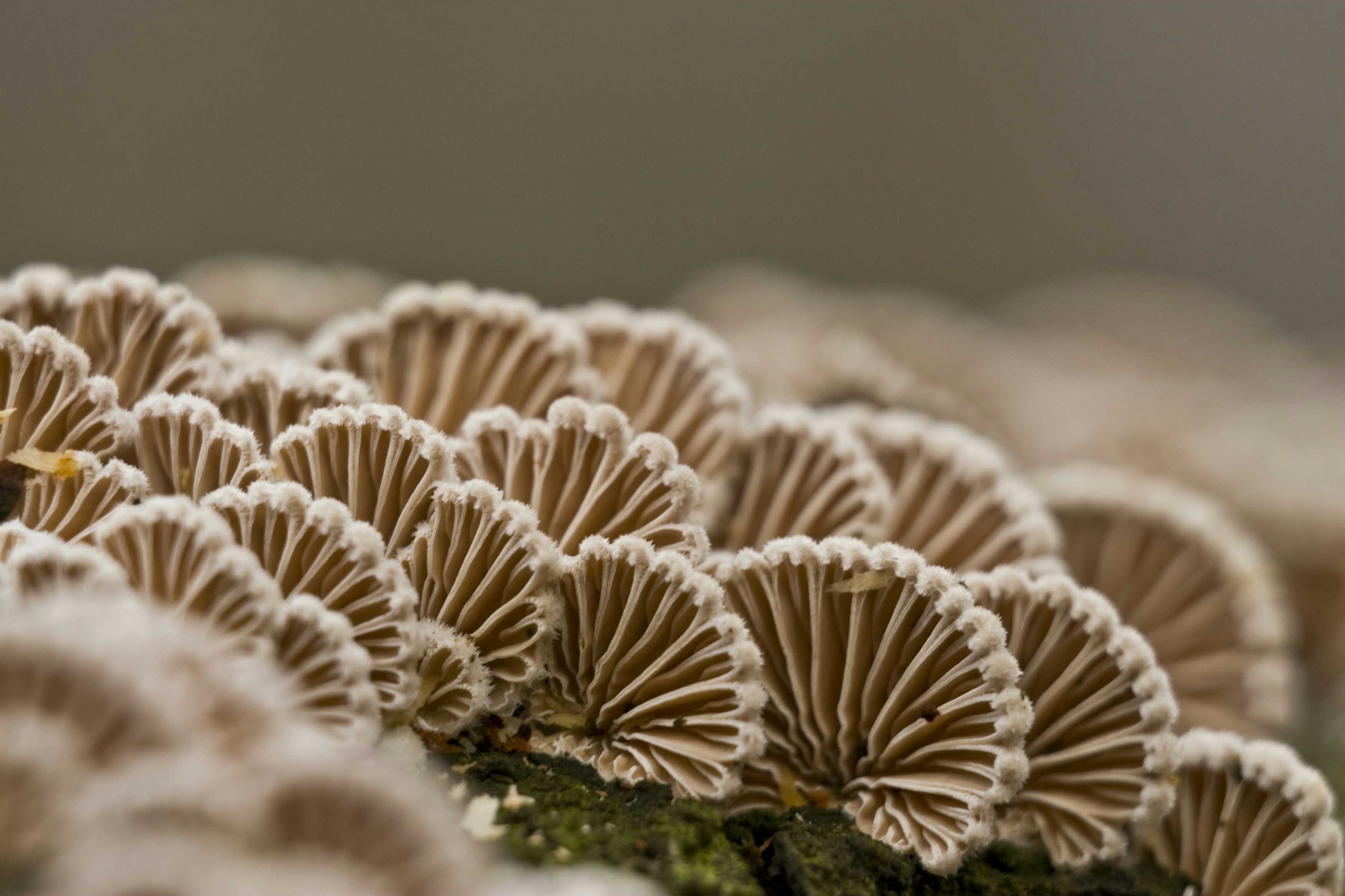 Cluster of small brown gilled mushrooms growing on mossy wood, forming a repeating, fan-like pattern with soft background blur.