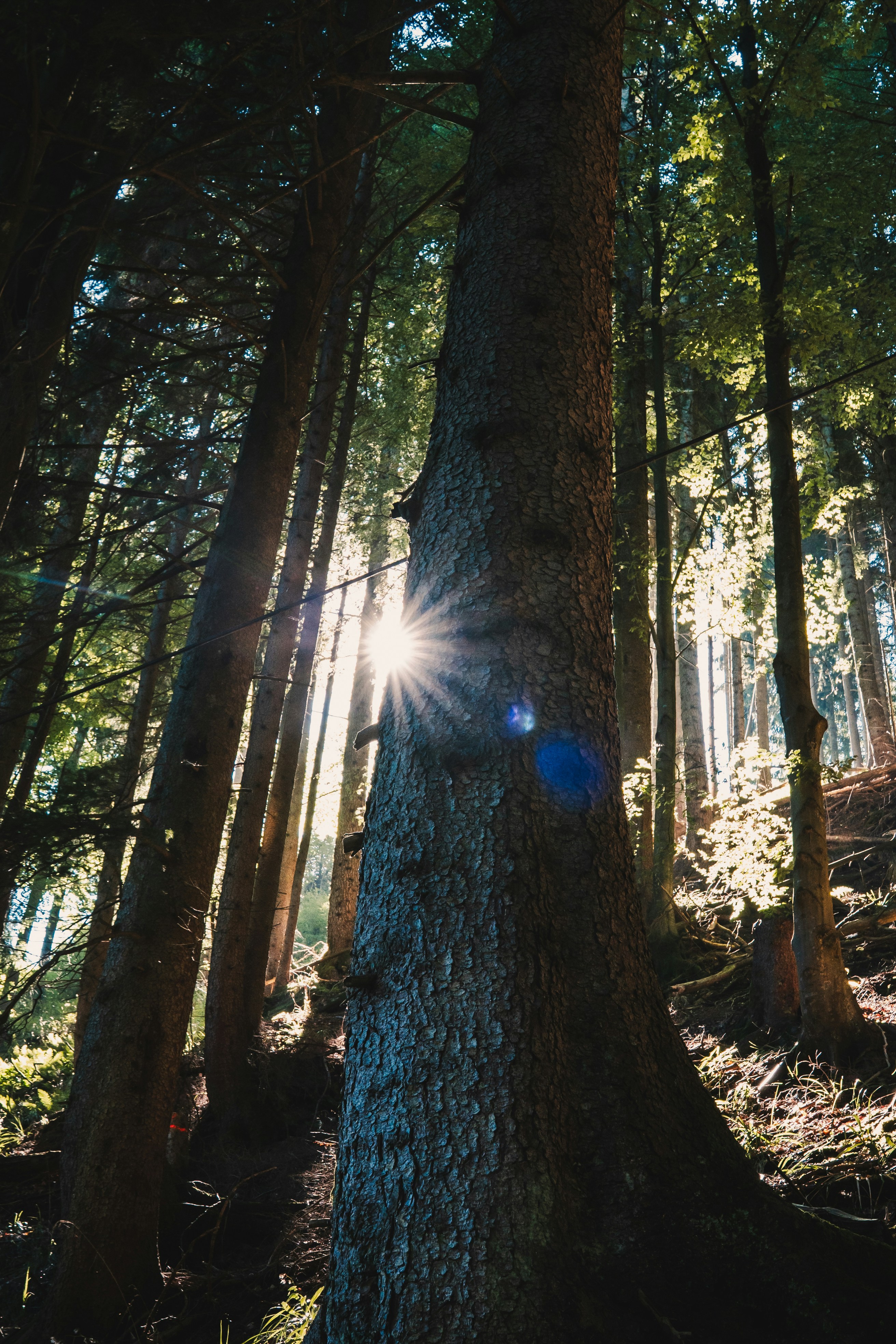 Sunlit Sentinel: A Giant Pine Framed by Dawned Pines