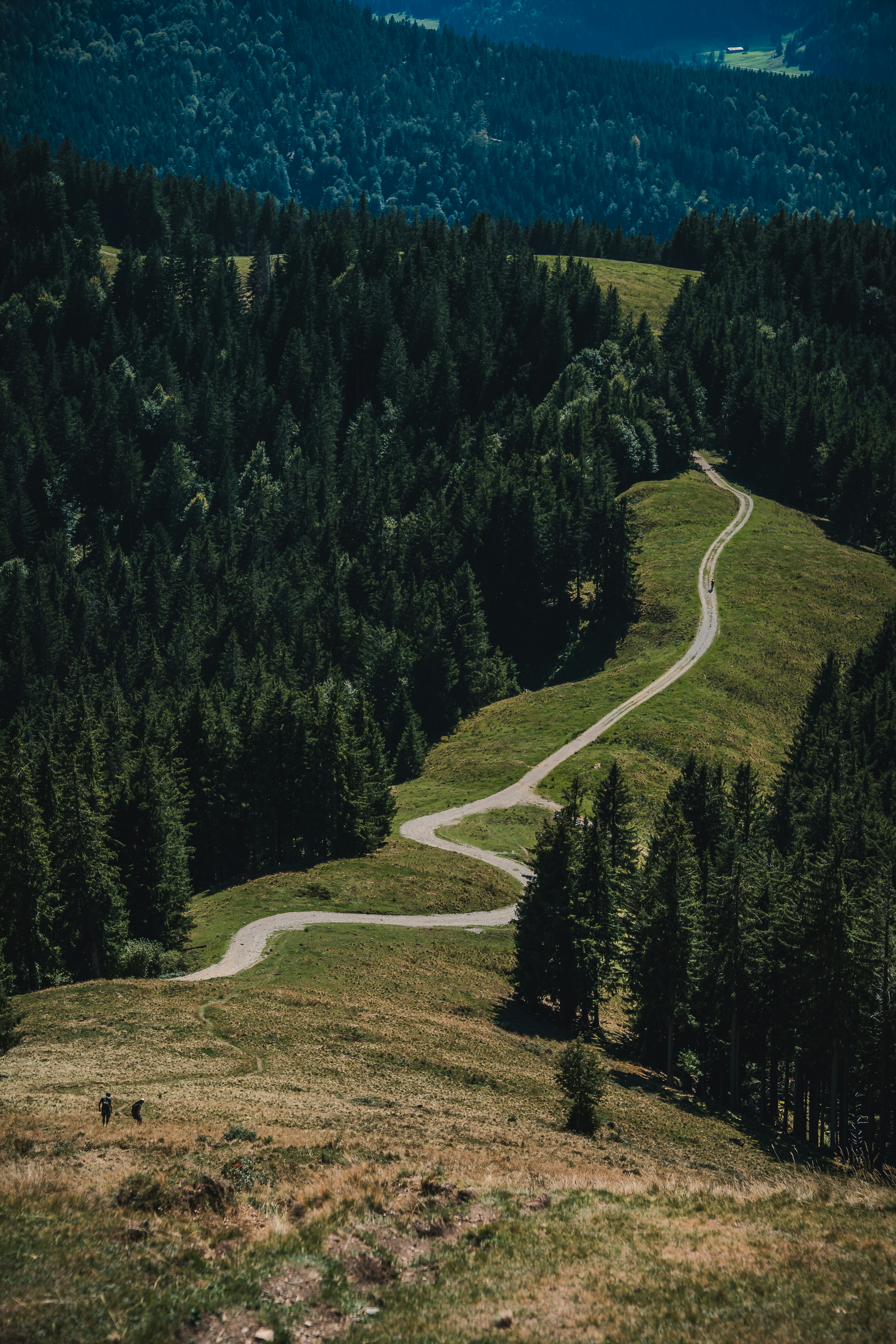Winding Crest: A Meadow Path through Shaded Pines