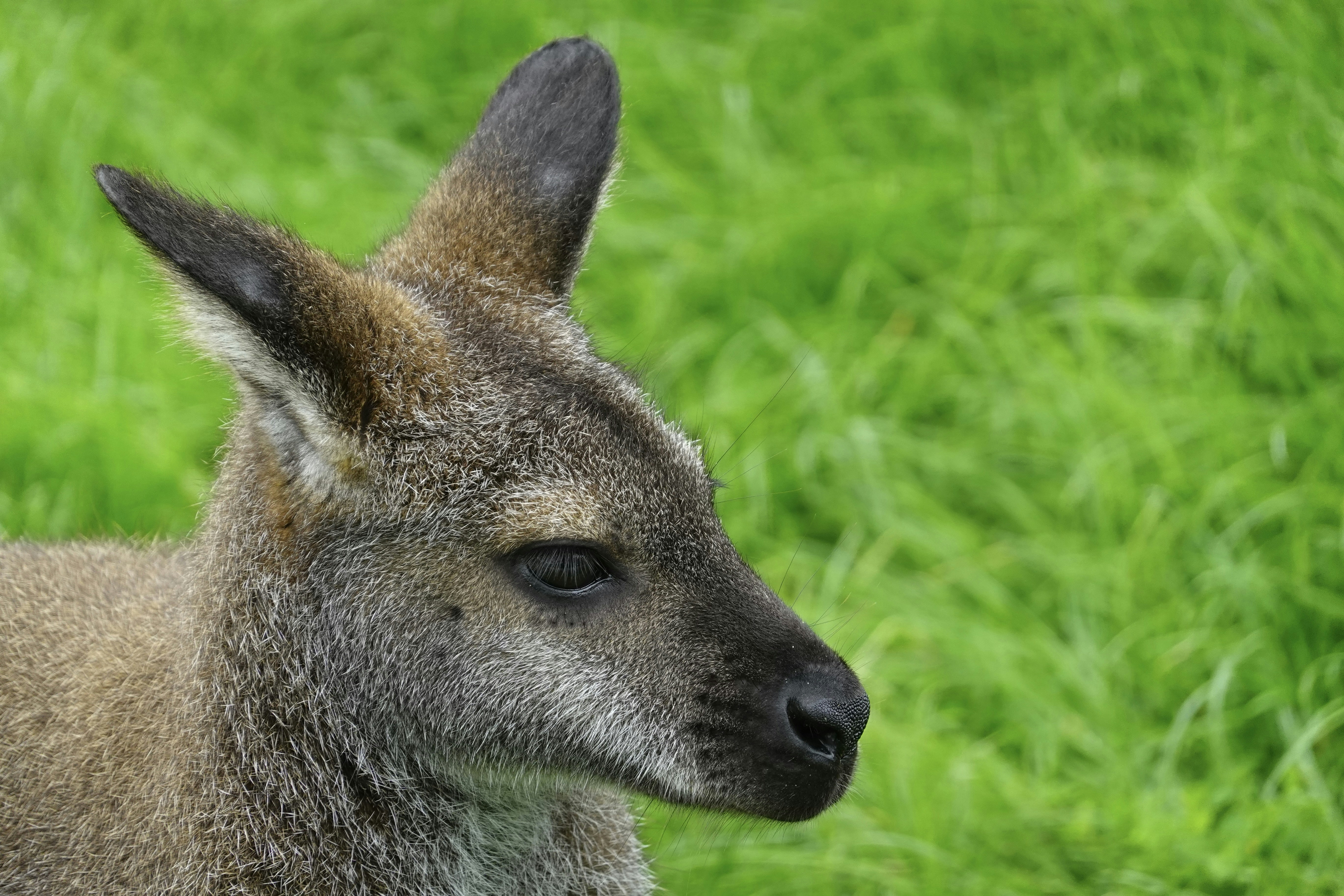 Close-up of a Kangaroo's Profile Against Bright Green Grass
