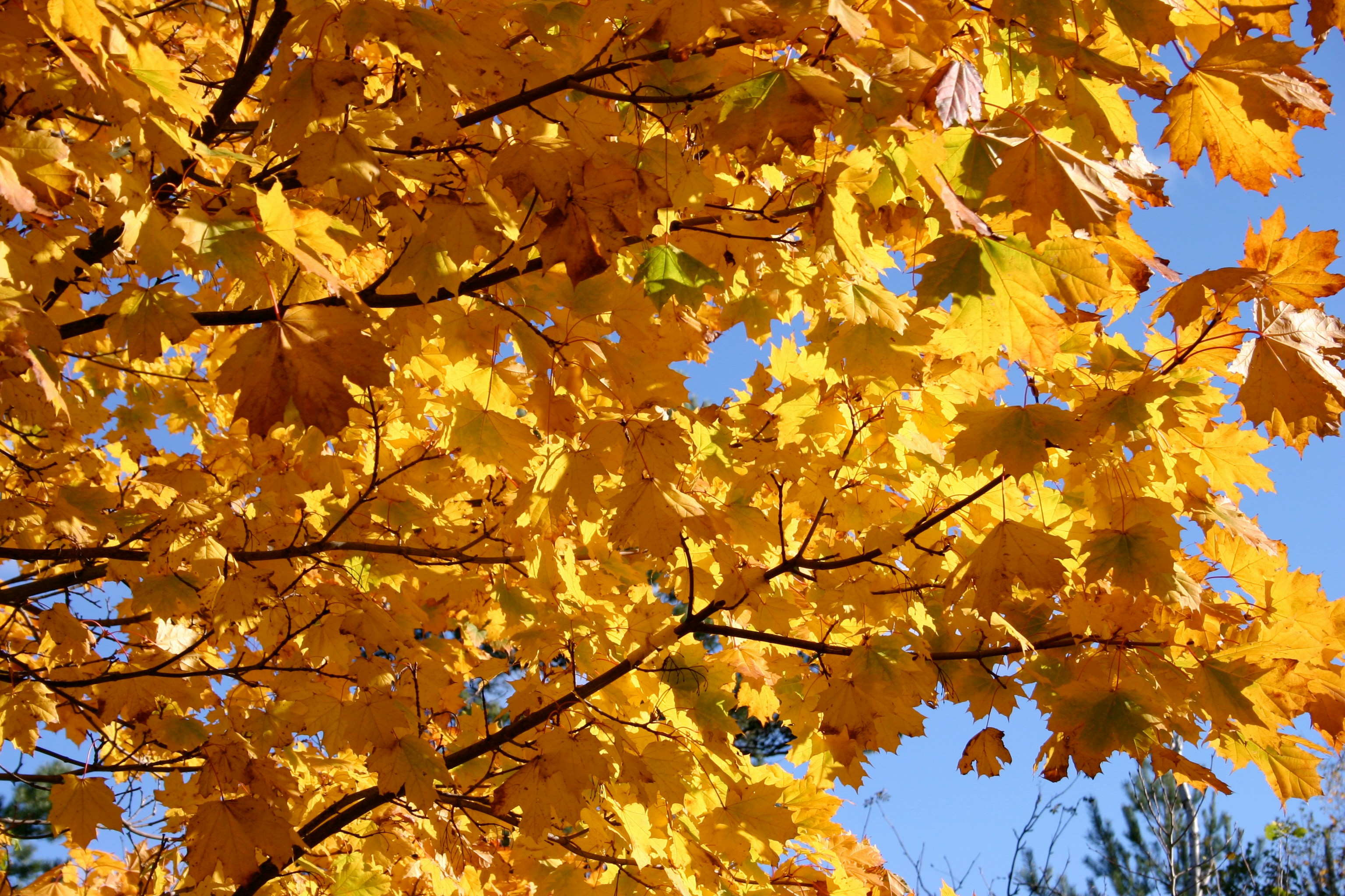 Vibrant autumn canopy fills the frame with golden leaves and a hint of blue sky peeking through; the shot emphasizes the dense foliage and seasonal color. A natural, photographic study of fall texture.