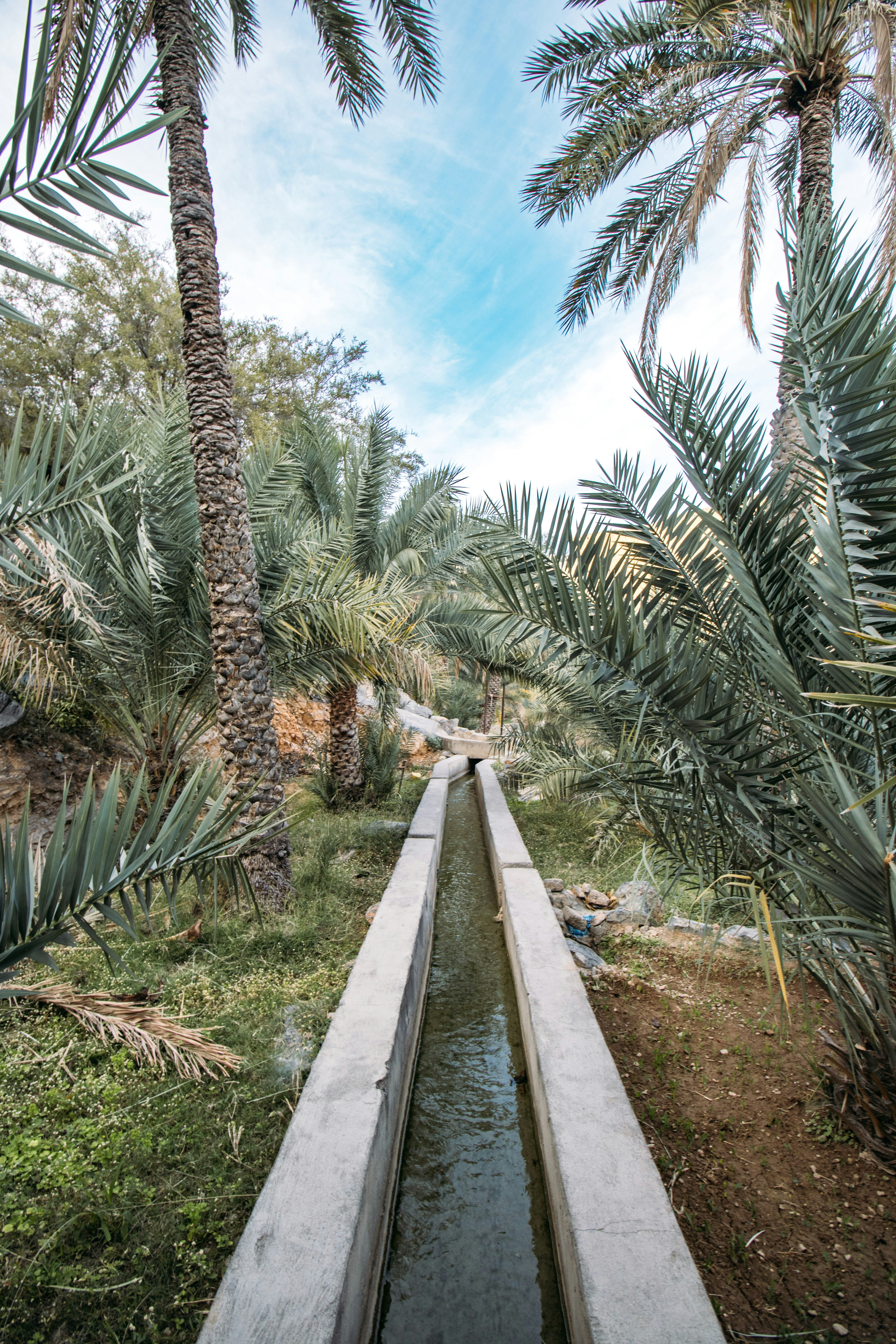 Tropical canal windthrough: palms lining a narrow concrete trough