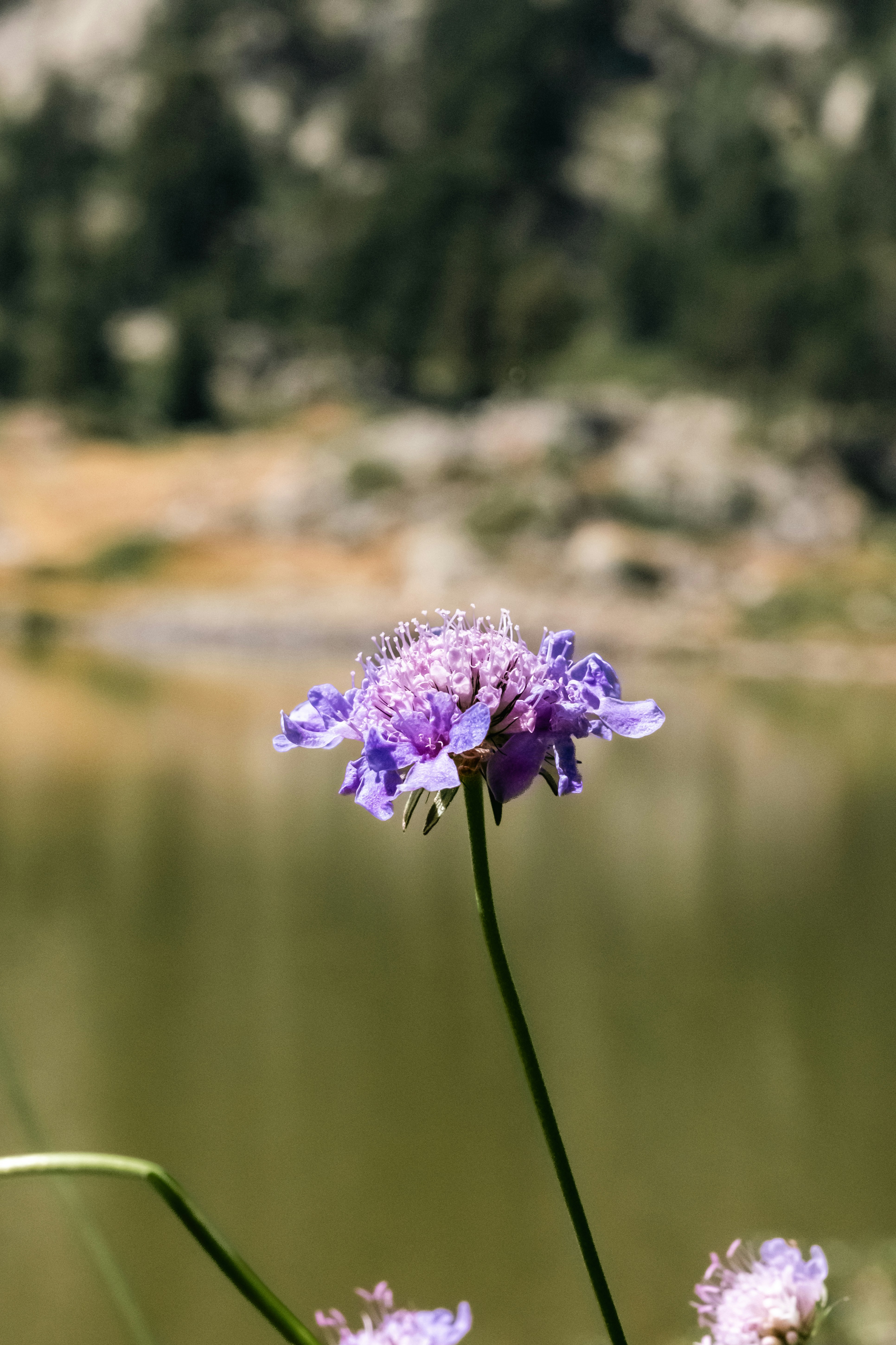 Purple Flower Standing Tall by a Lake