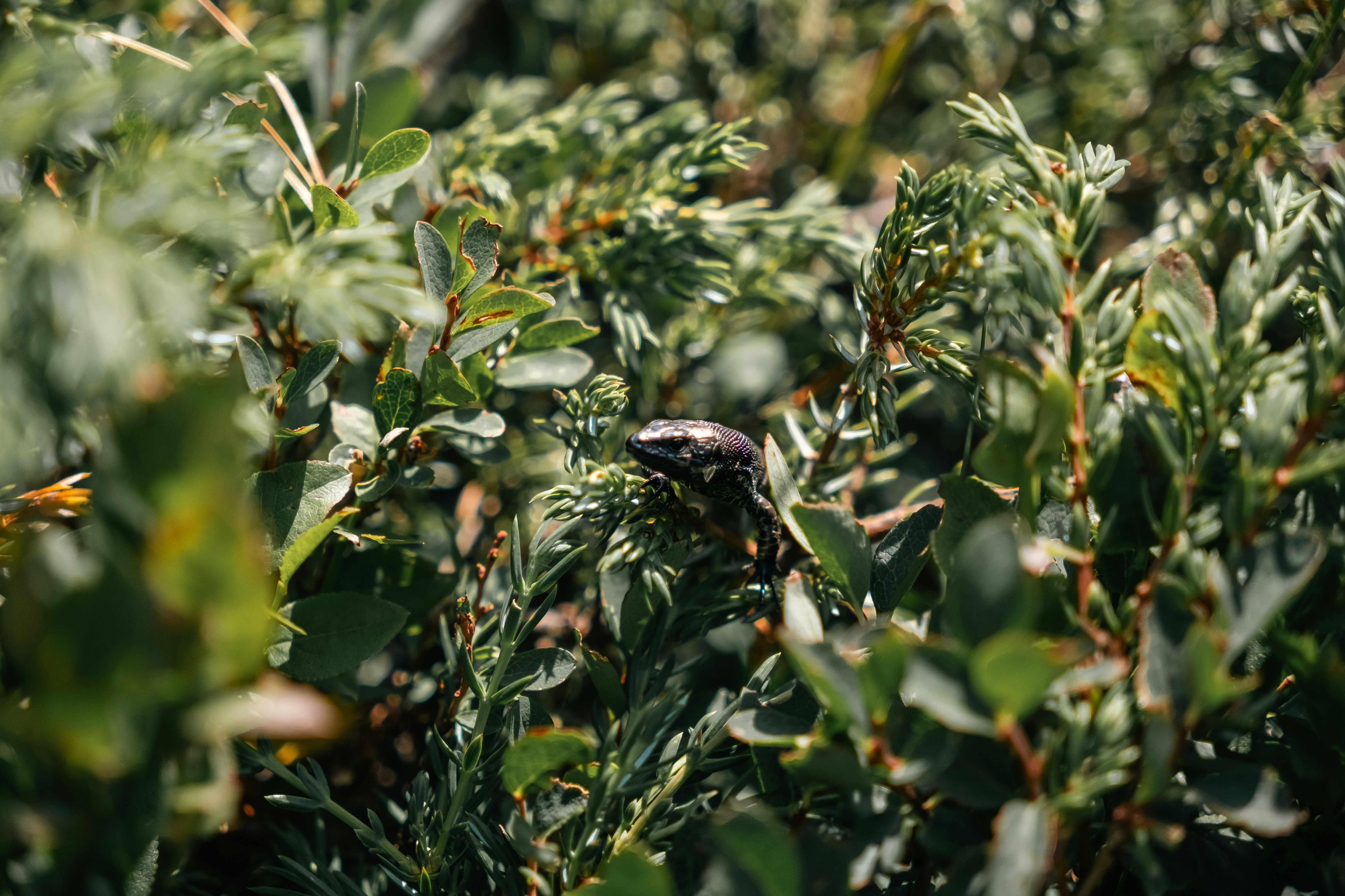 Hidden Finch Amid Shrubs: A Quiet Moment in Vibrant Green