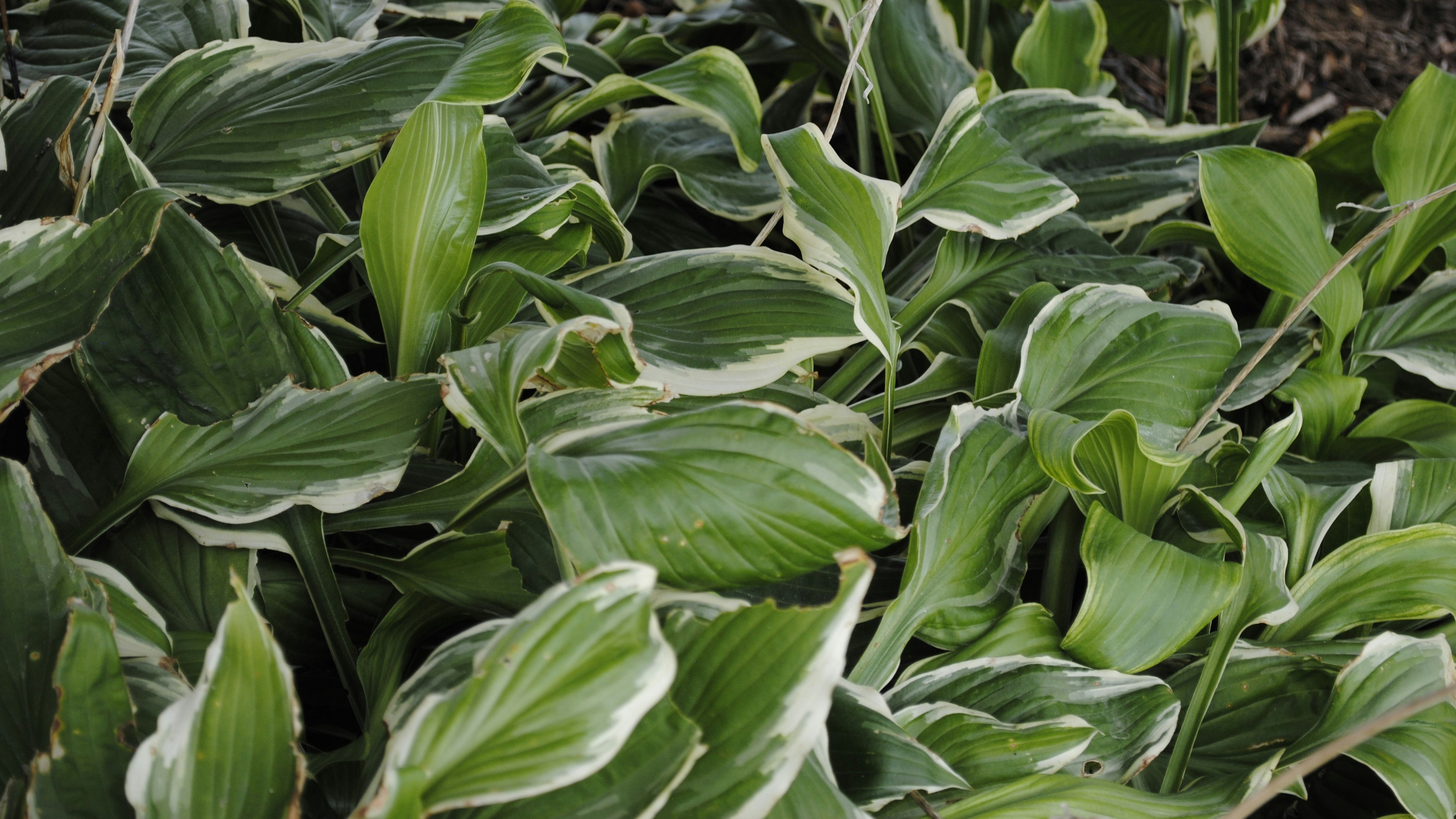 Verdant Waves: A Dense Bed of Variegated Green Leaves