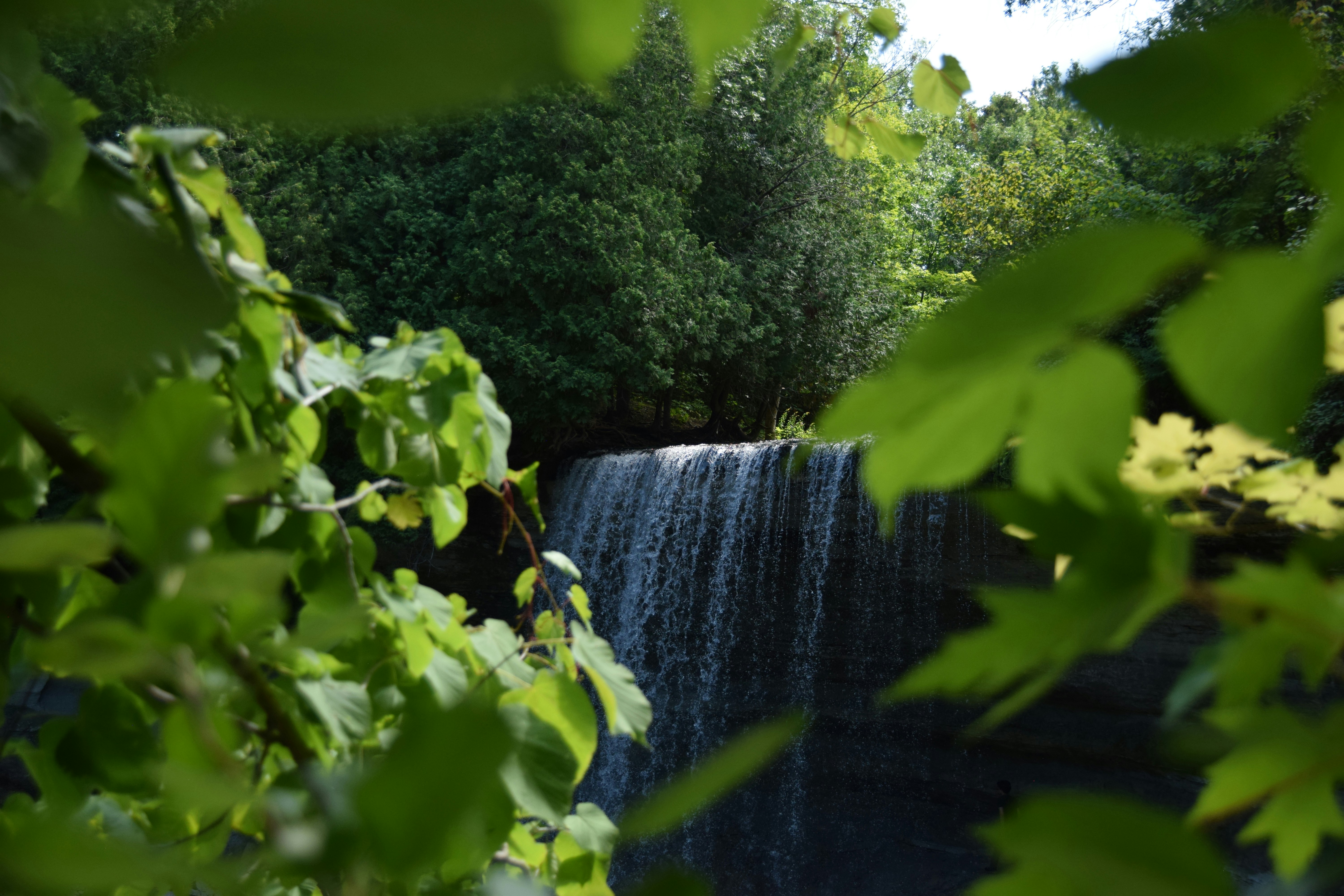 Veiled Falls: A Framed Oasis Through Verdant Foliage