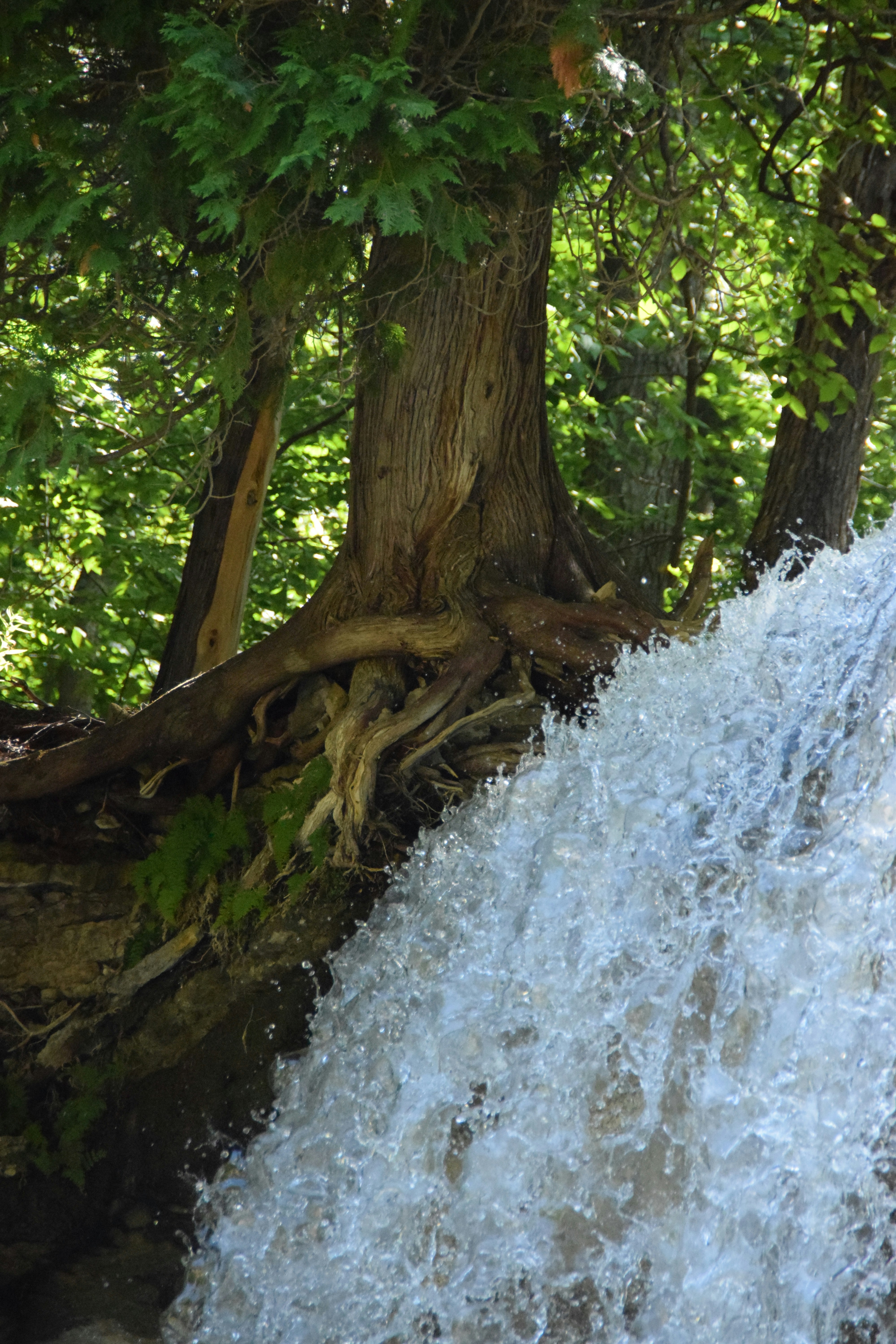 Forest Cascade at the Edge of the Old Root Climb