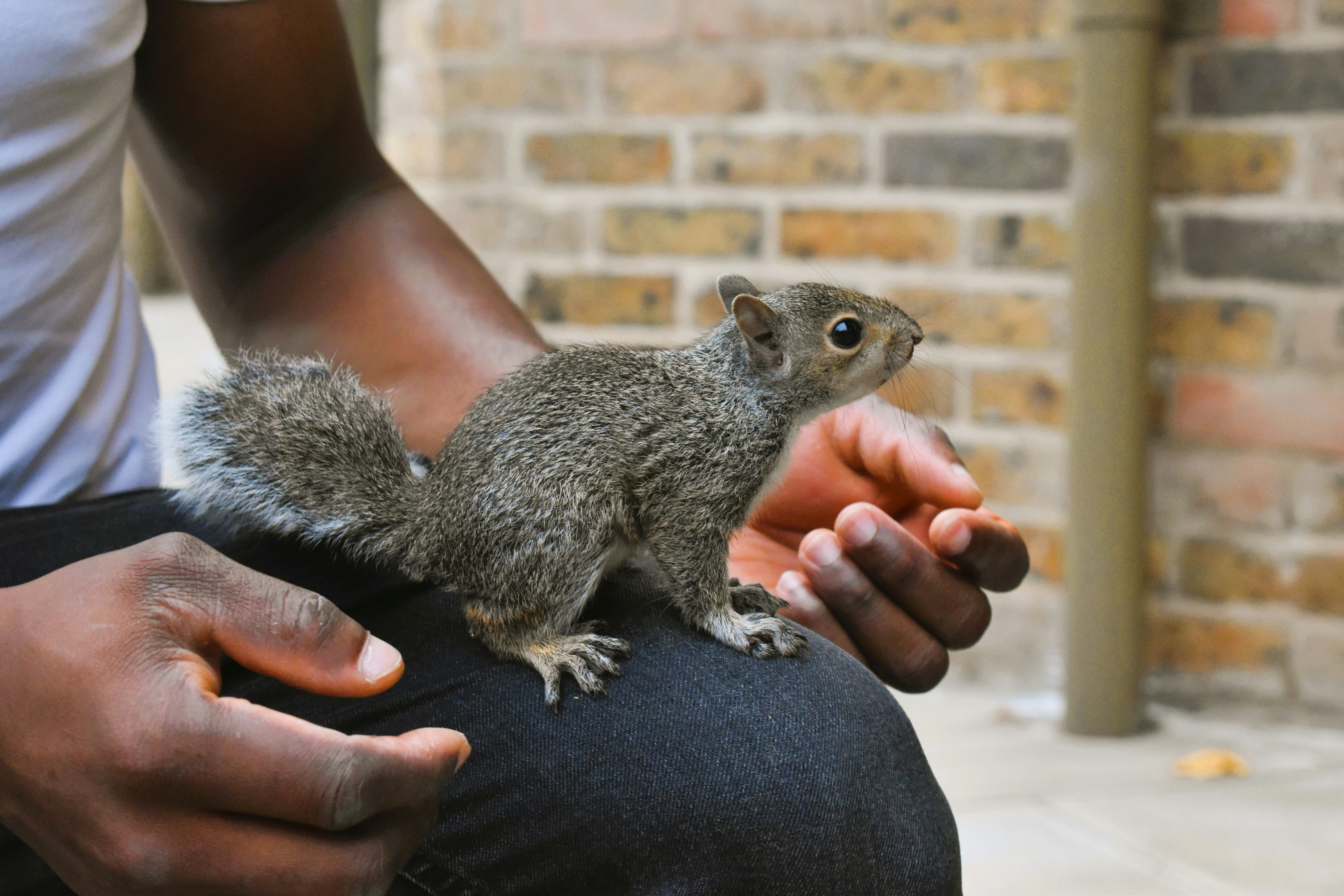 Tiny Acrobat: Squirrel Perched on a Calm Lap