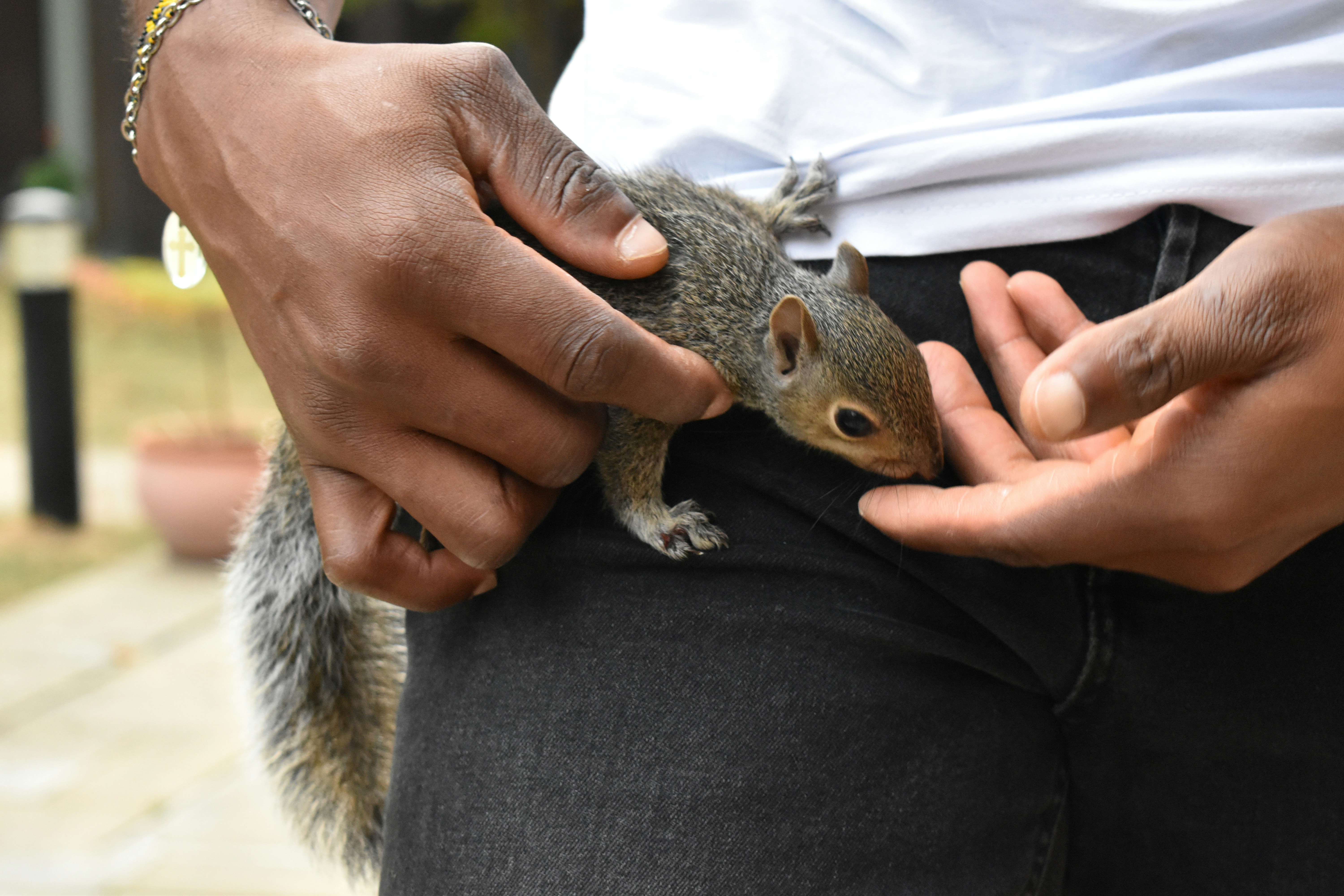 Brown squirrel nestled between hands against dark jeans; subtle outdoor setting with blurred background, highlighting the small animal's trust and the caregiver's gentle grip.
