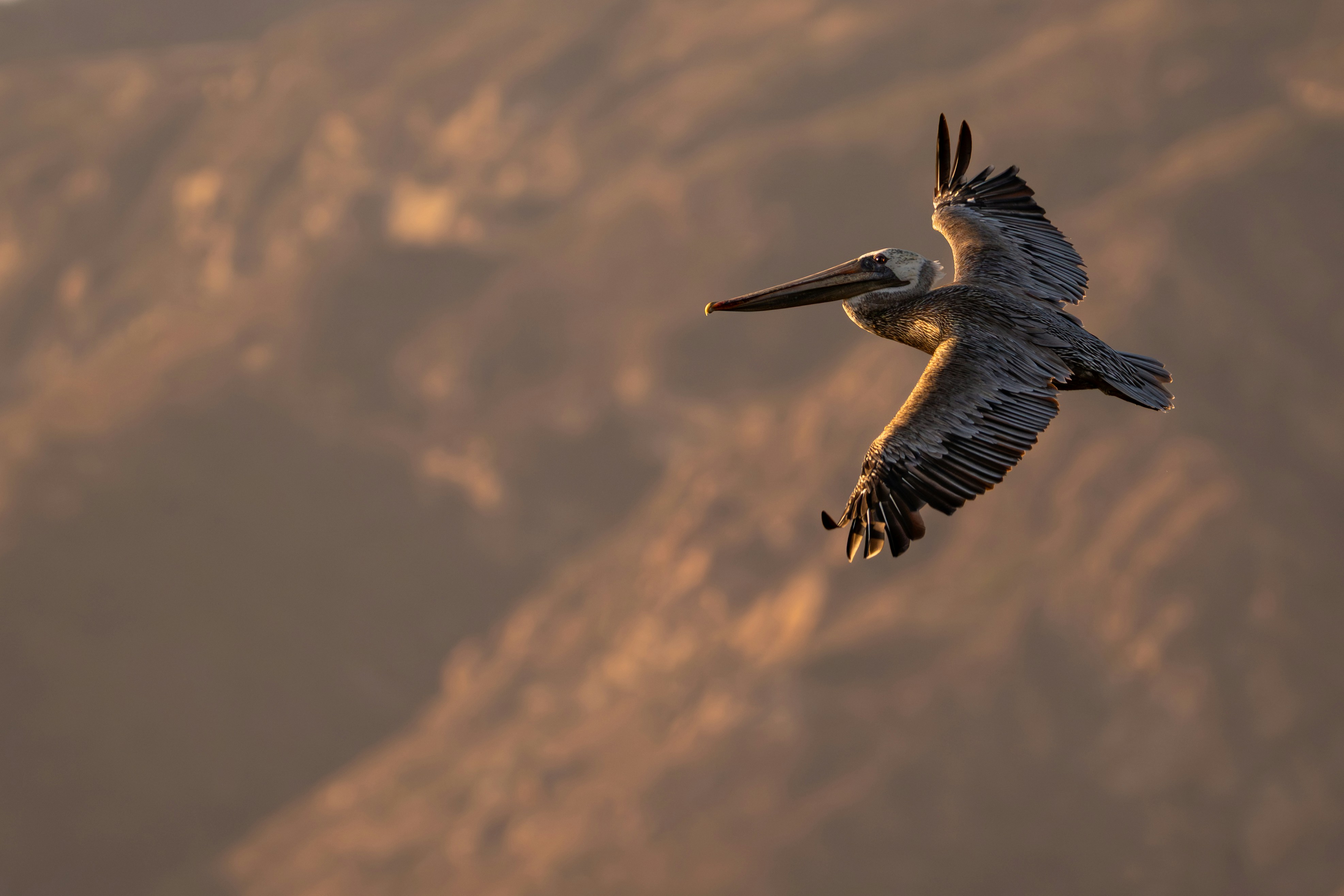 Soaring Pelican Against Sunset Ridge