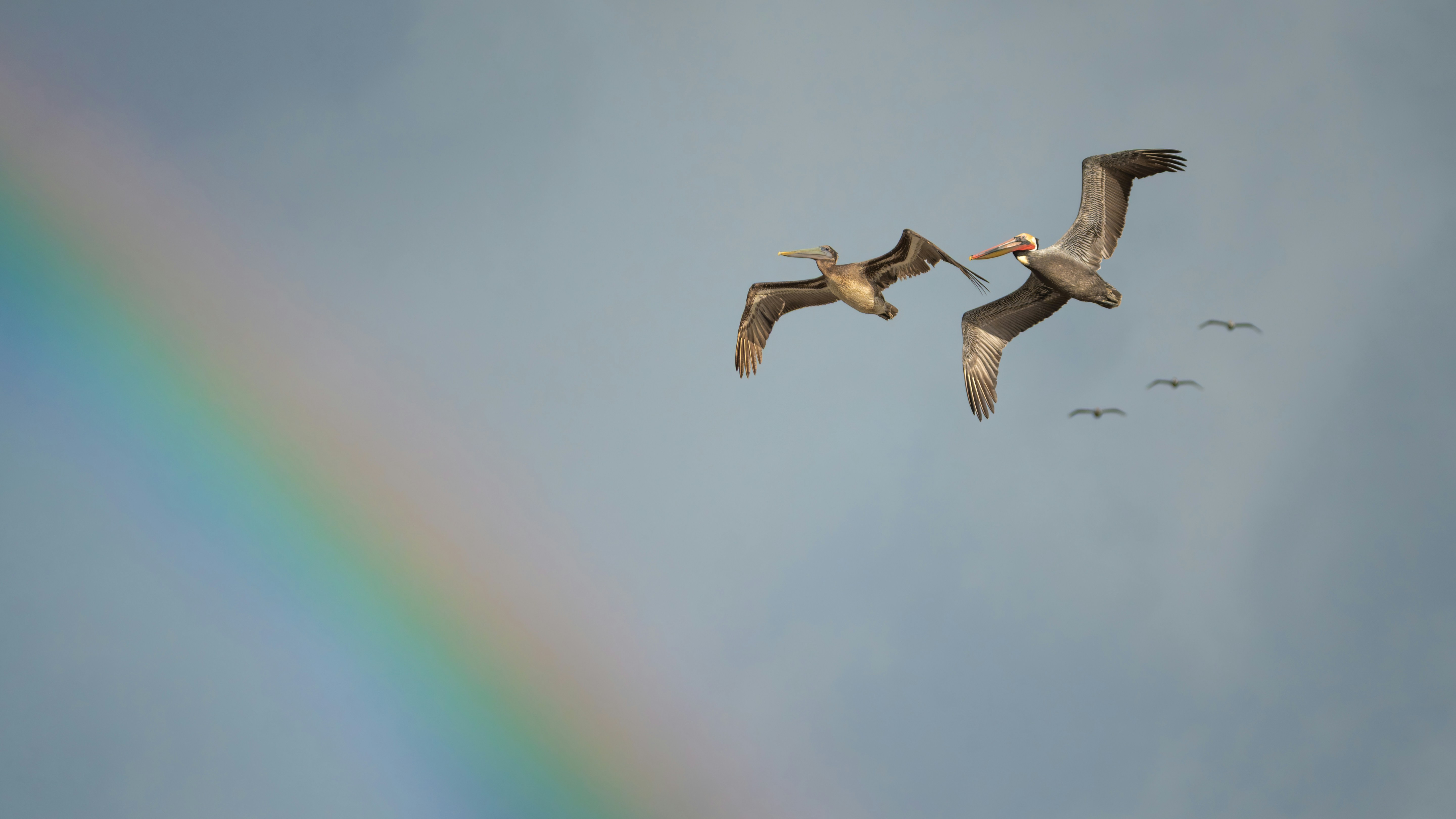 Winged Vectors: A Trio of Geese Against a Rainbow Arc