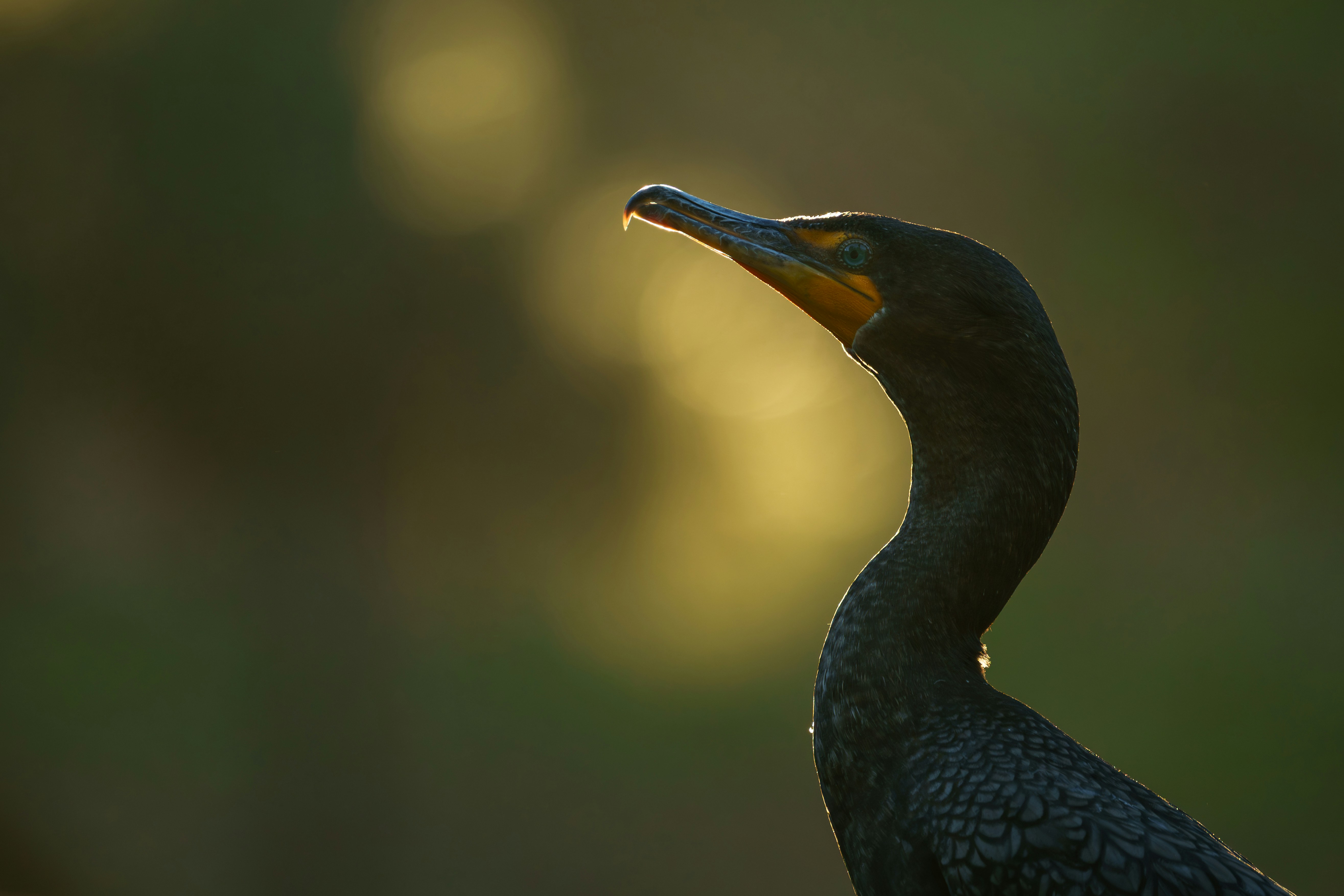 The Long-Beaked Sentinel: A Cormorant in Backlit Quiet