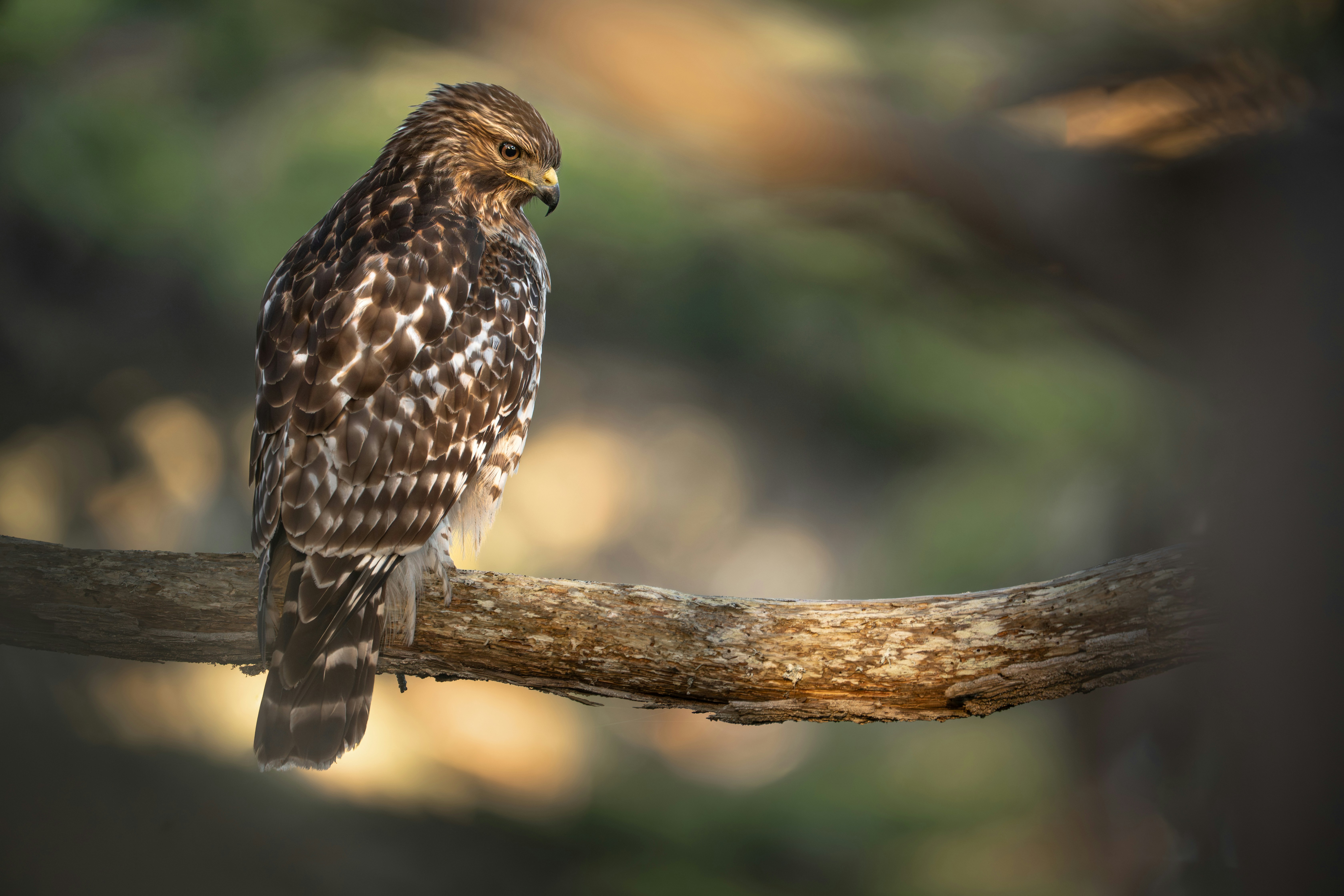 Perched Hawk: Close Focus on a Speckled Watcher