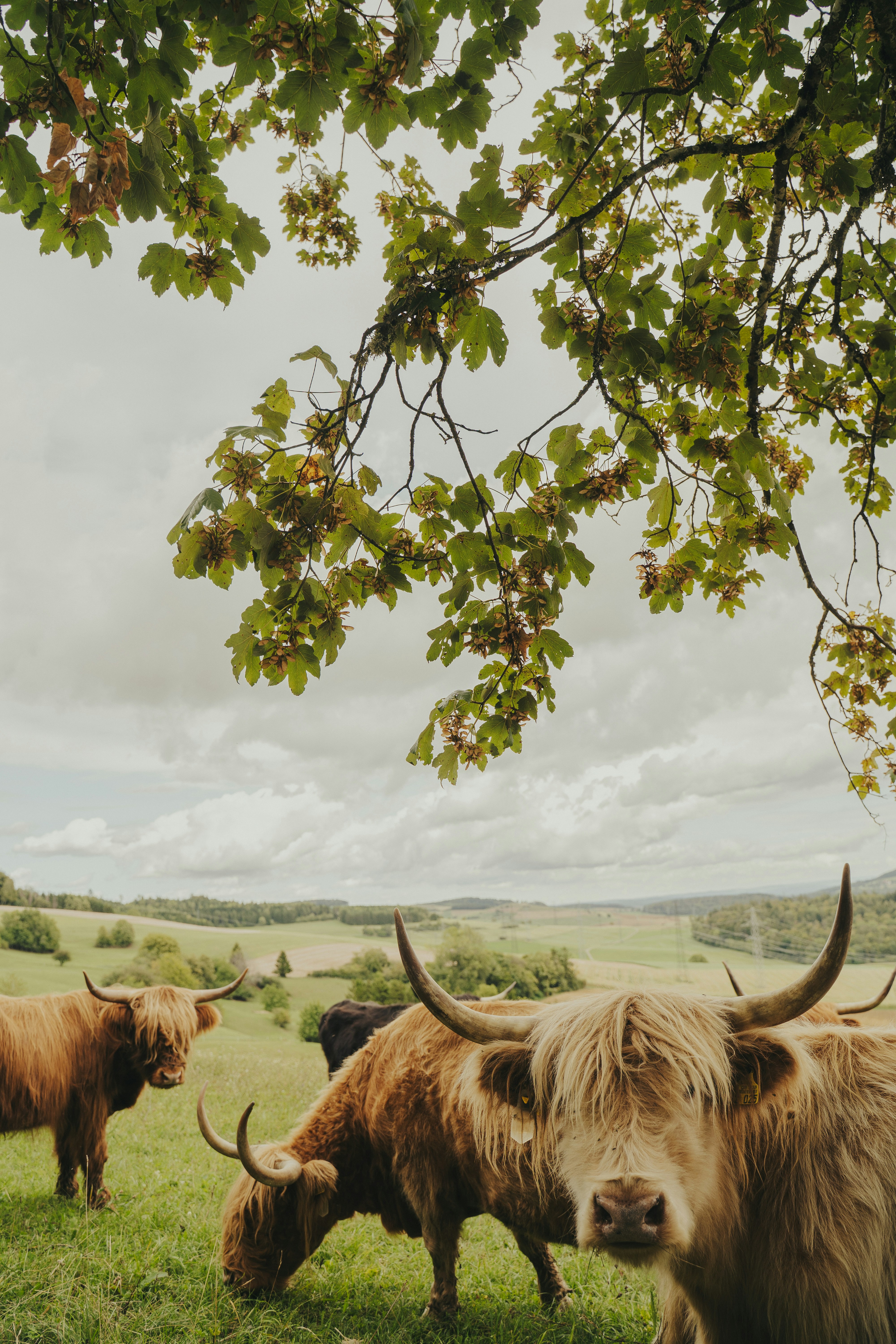 Pasture Guardians Under the Overhead Grape of Leaves