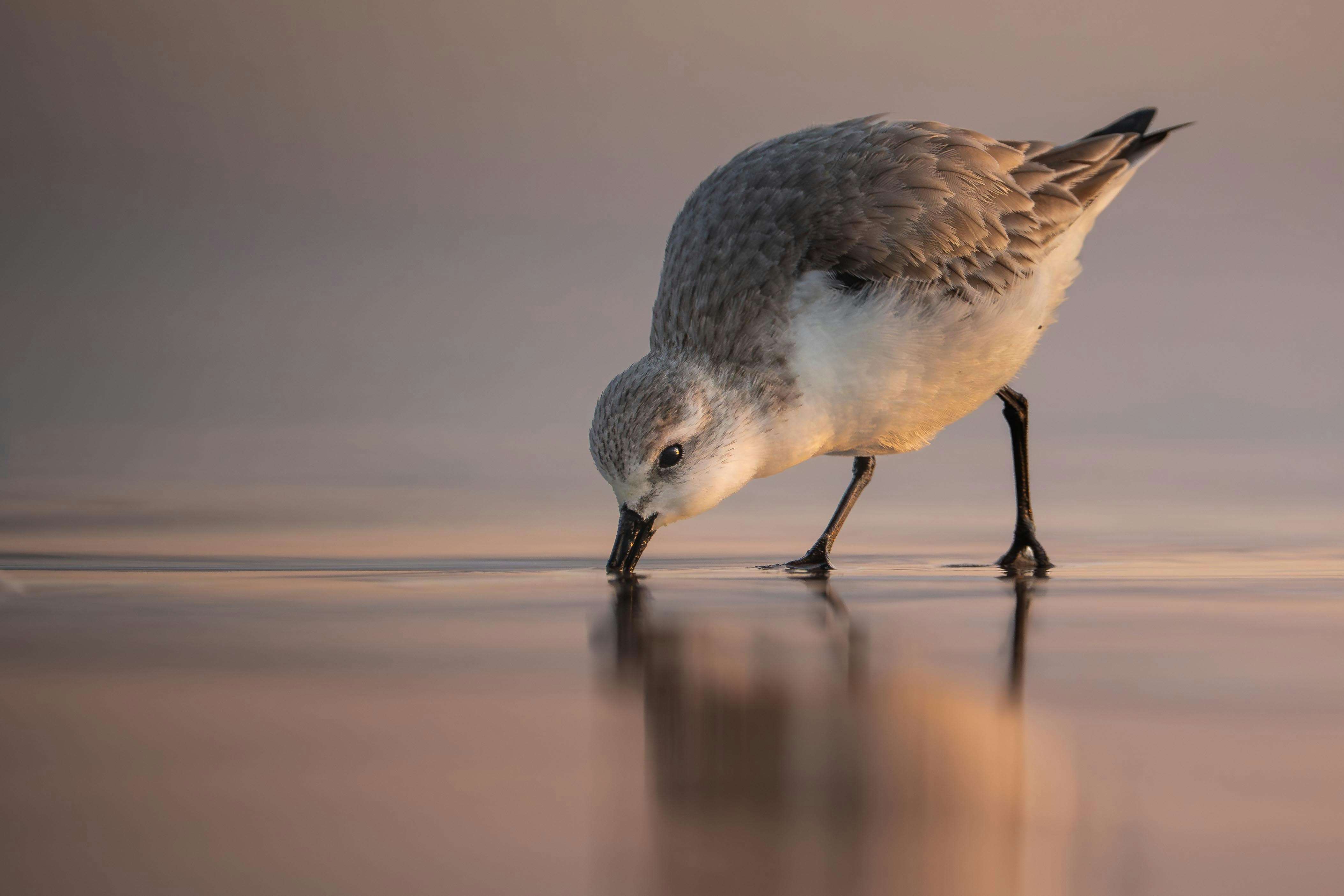 Graceful Shoreline Forager