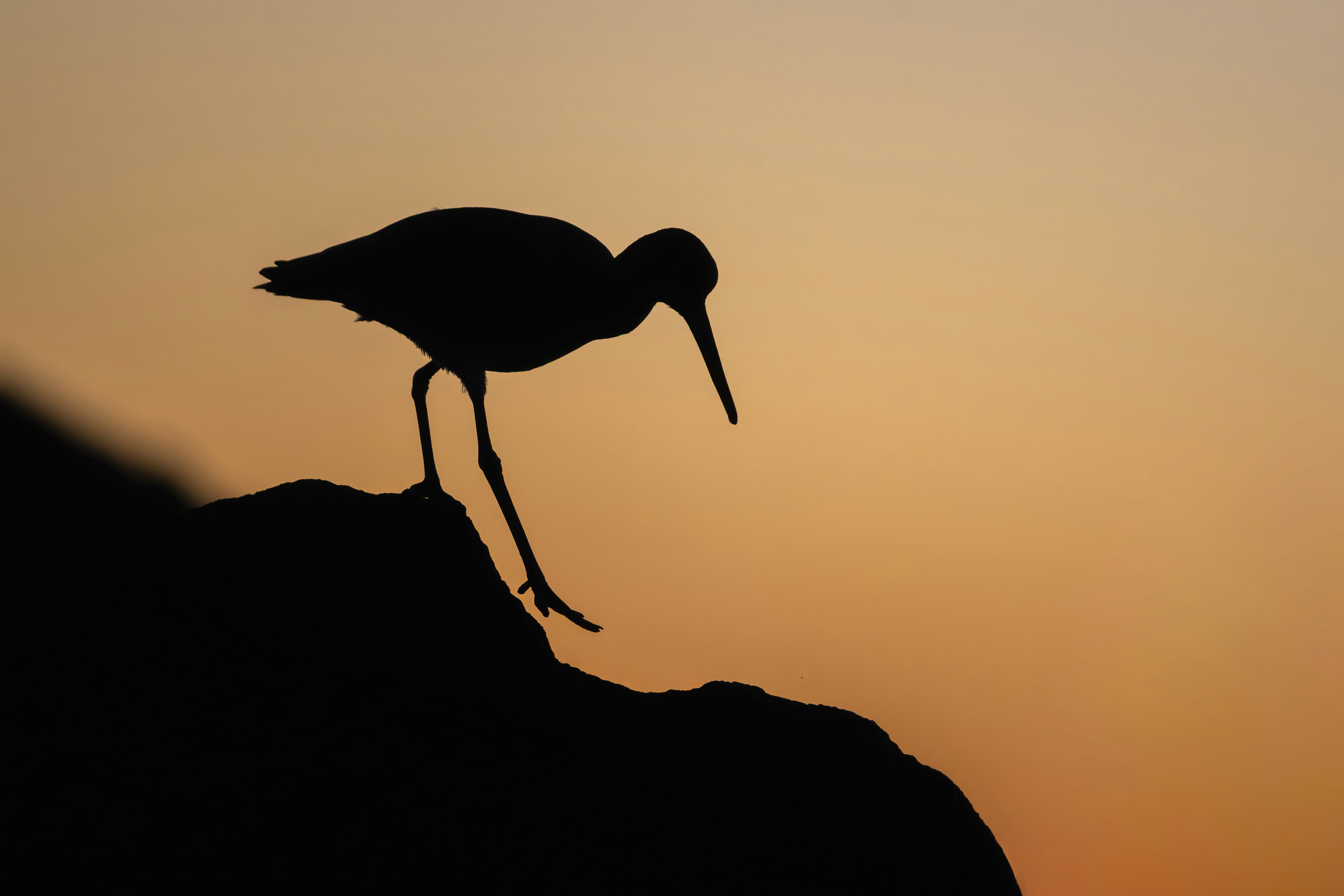 Silhouette at Dusk: Heron Perched on a Cliff