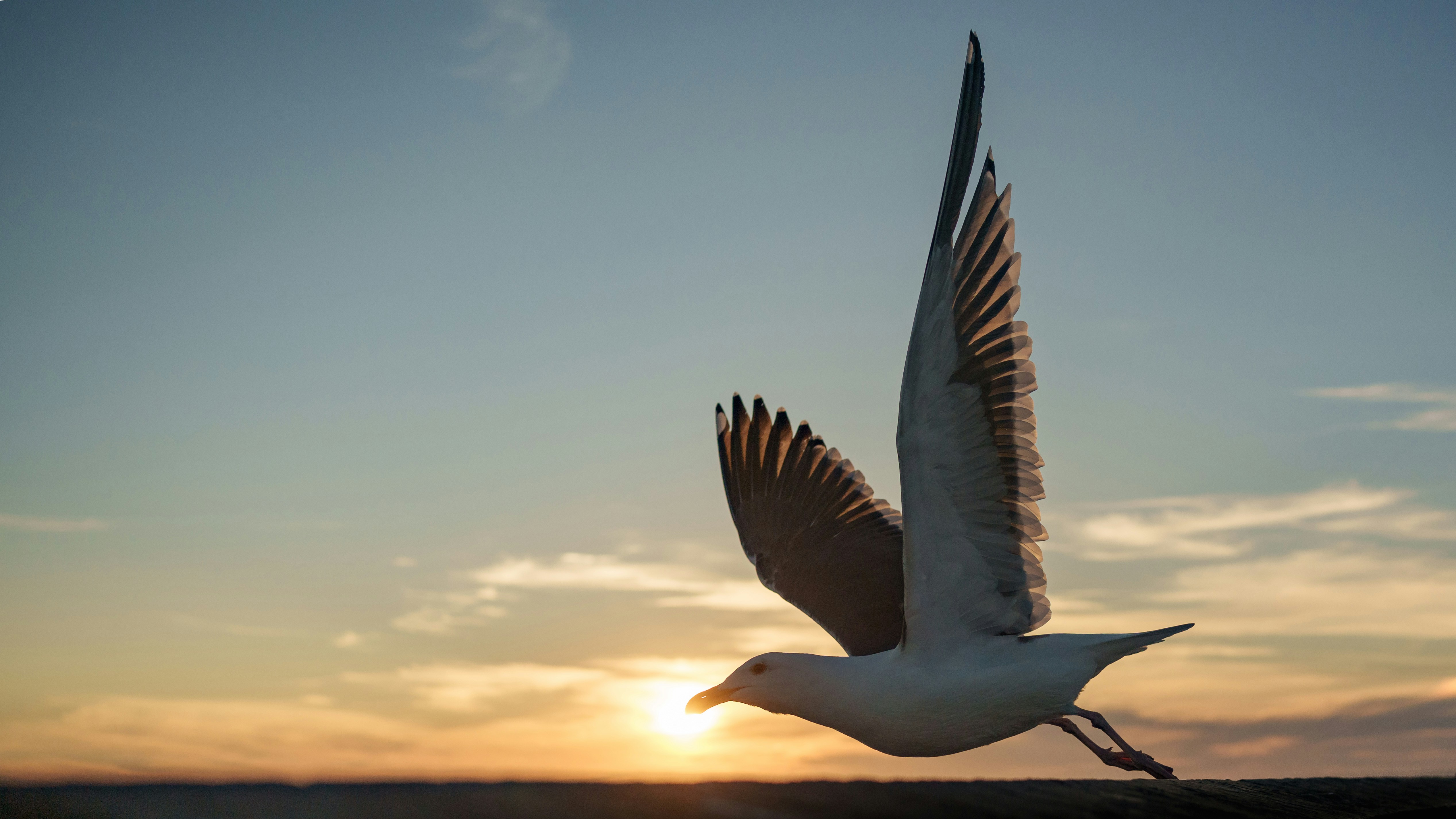 Winged Silhouette at Sunset Over a Quiet Horizon