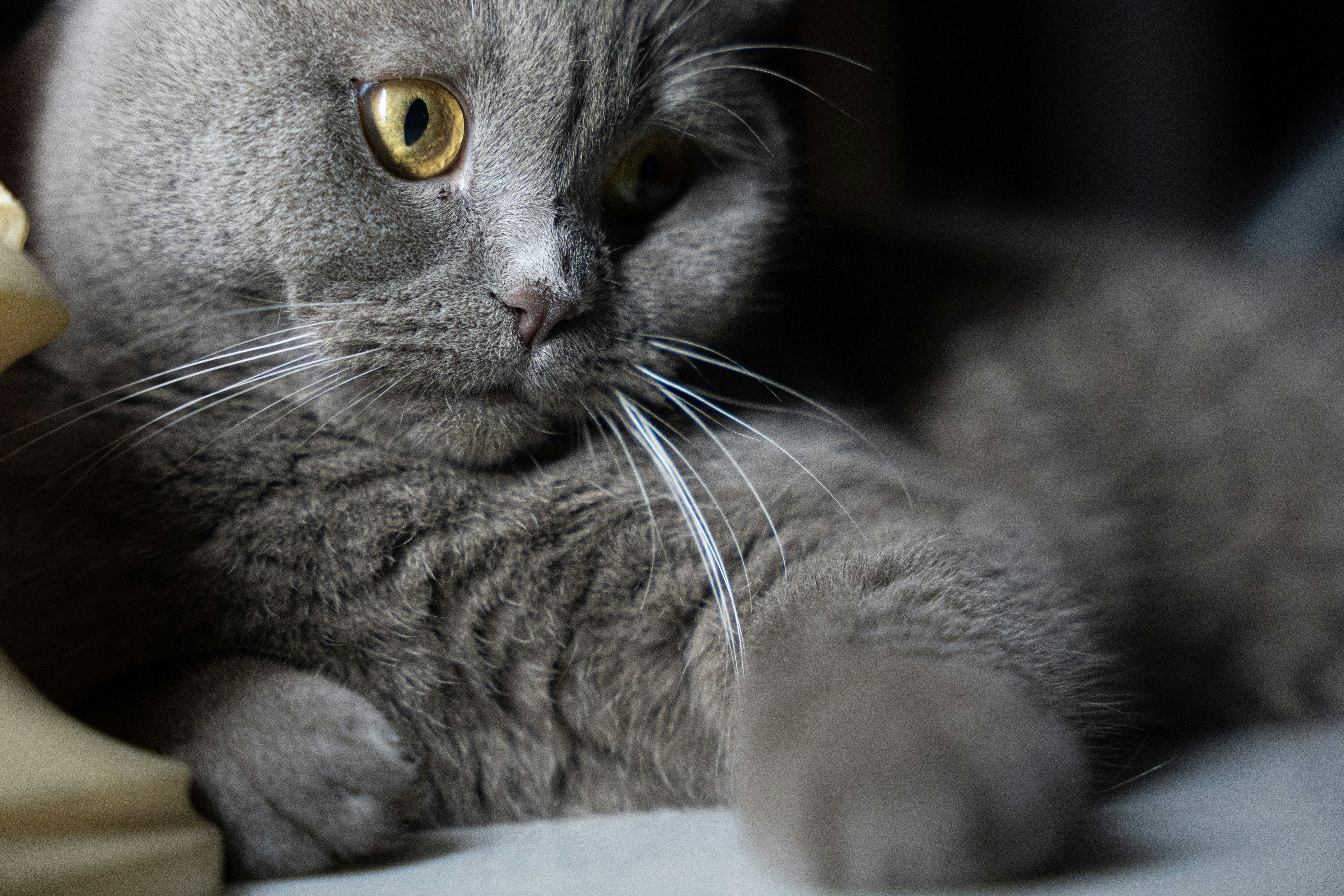 Amber Gaze in Quiet Focus: A Gray Cat at Rest