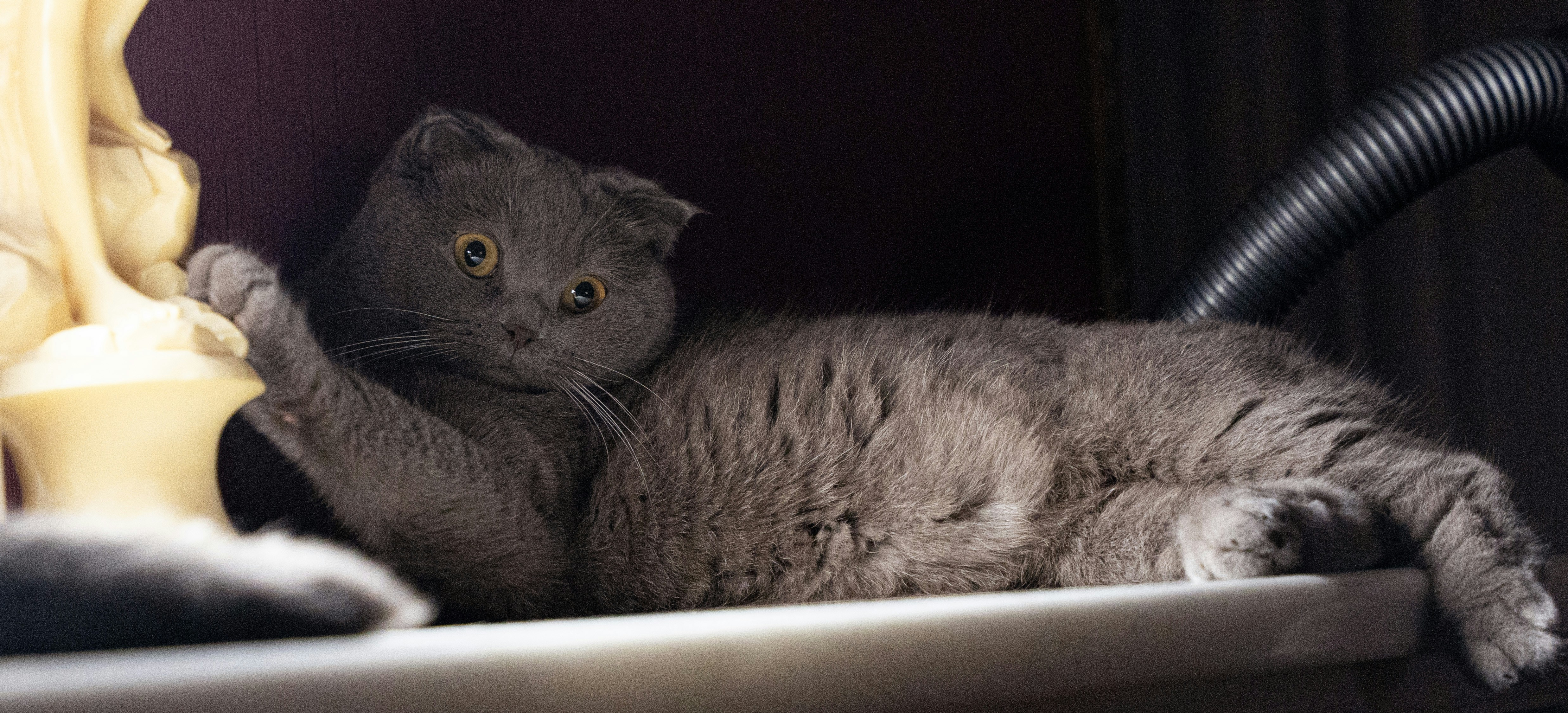 Curled Cat in a Quiet Corner Under Dim Lights