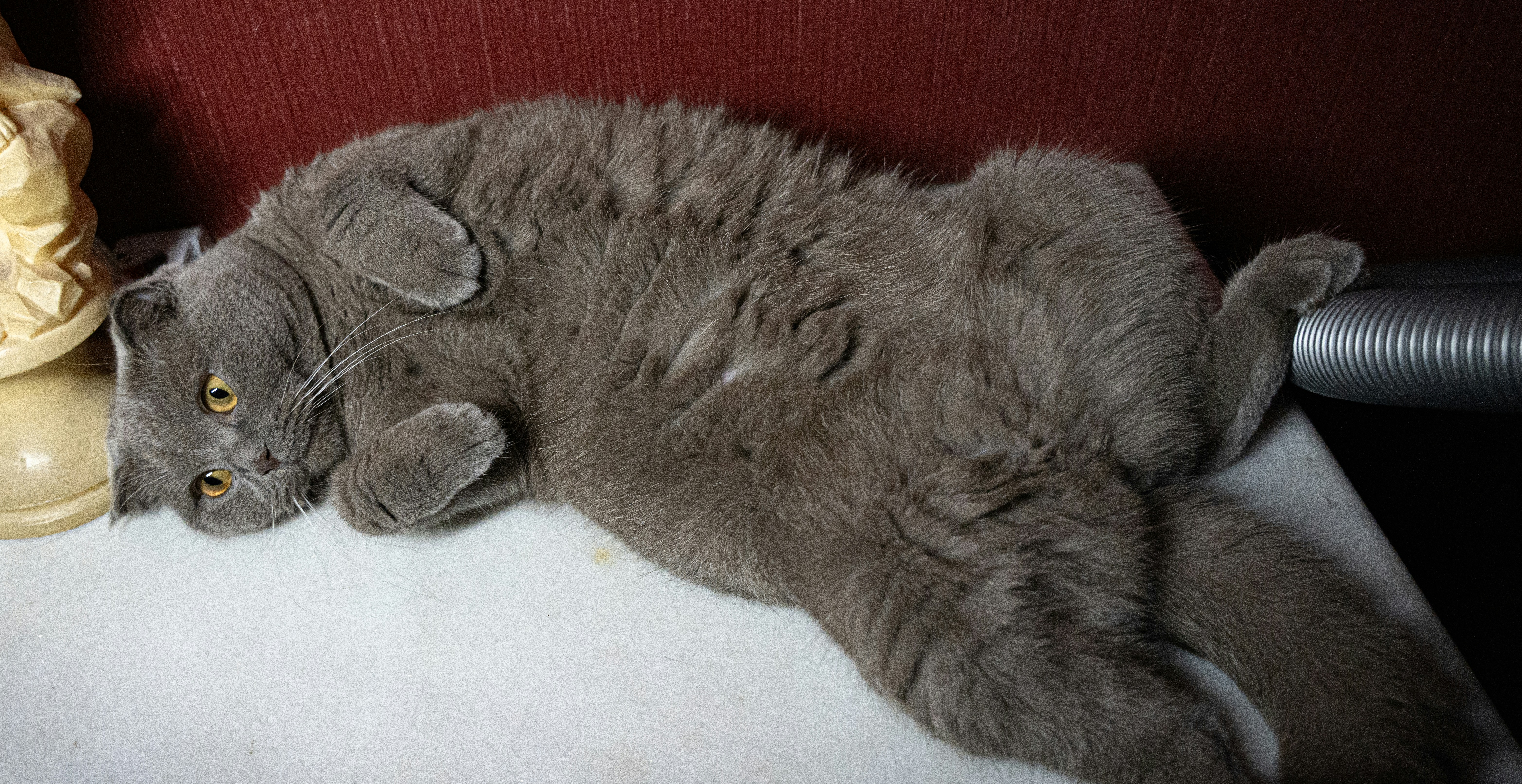 Slumbering Gray Whiskers on a Quiet Floor