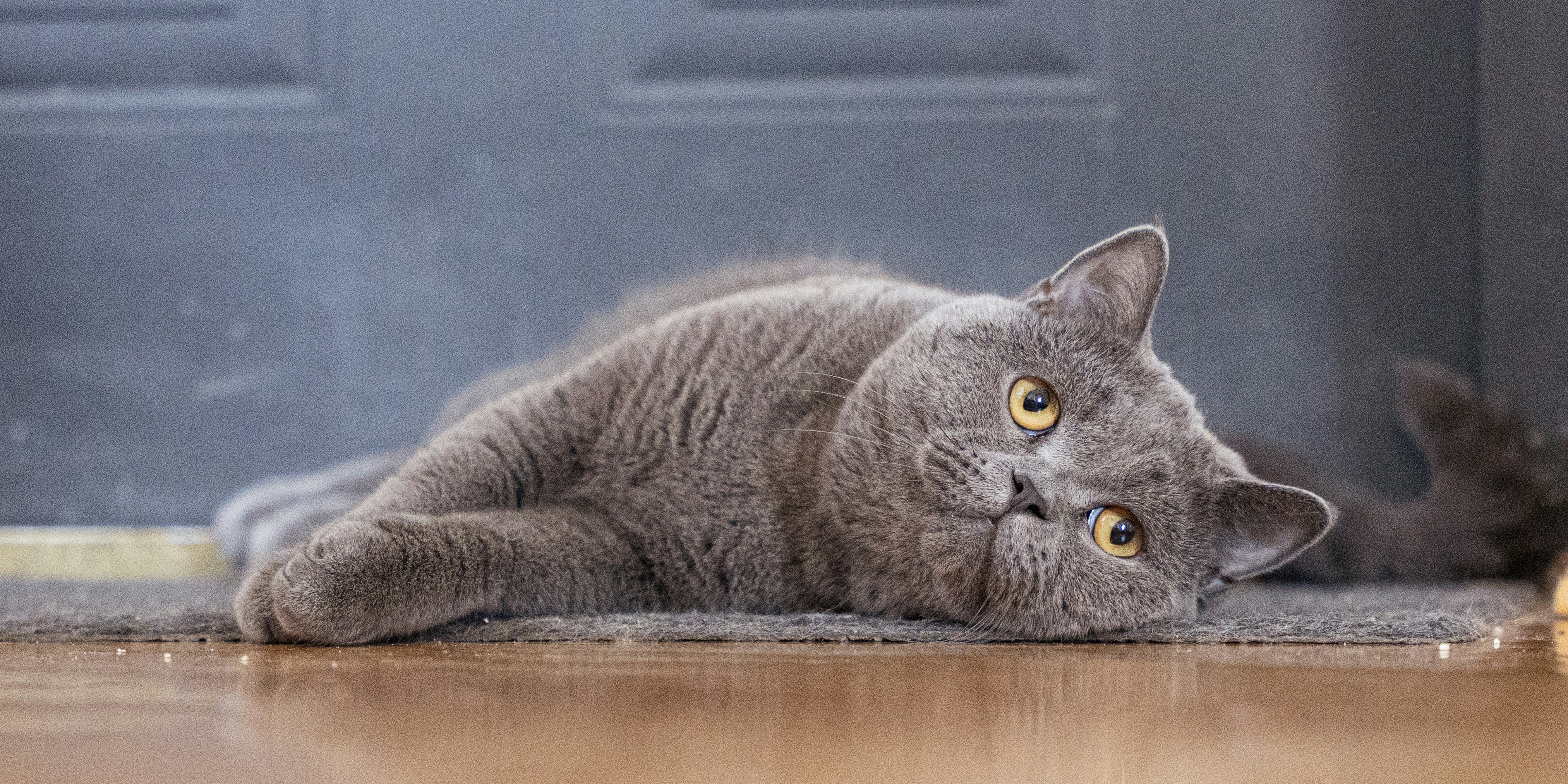 Laid-Back Luminance: Framed Feline Rest on a Tile Threshold