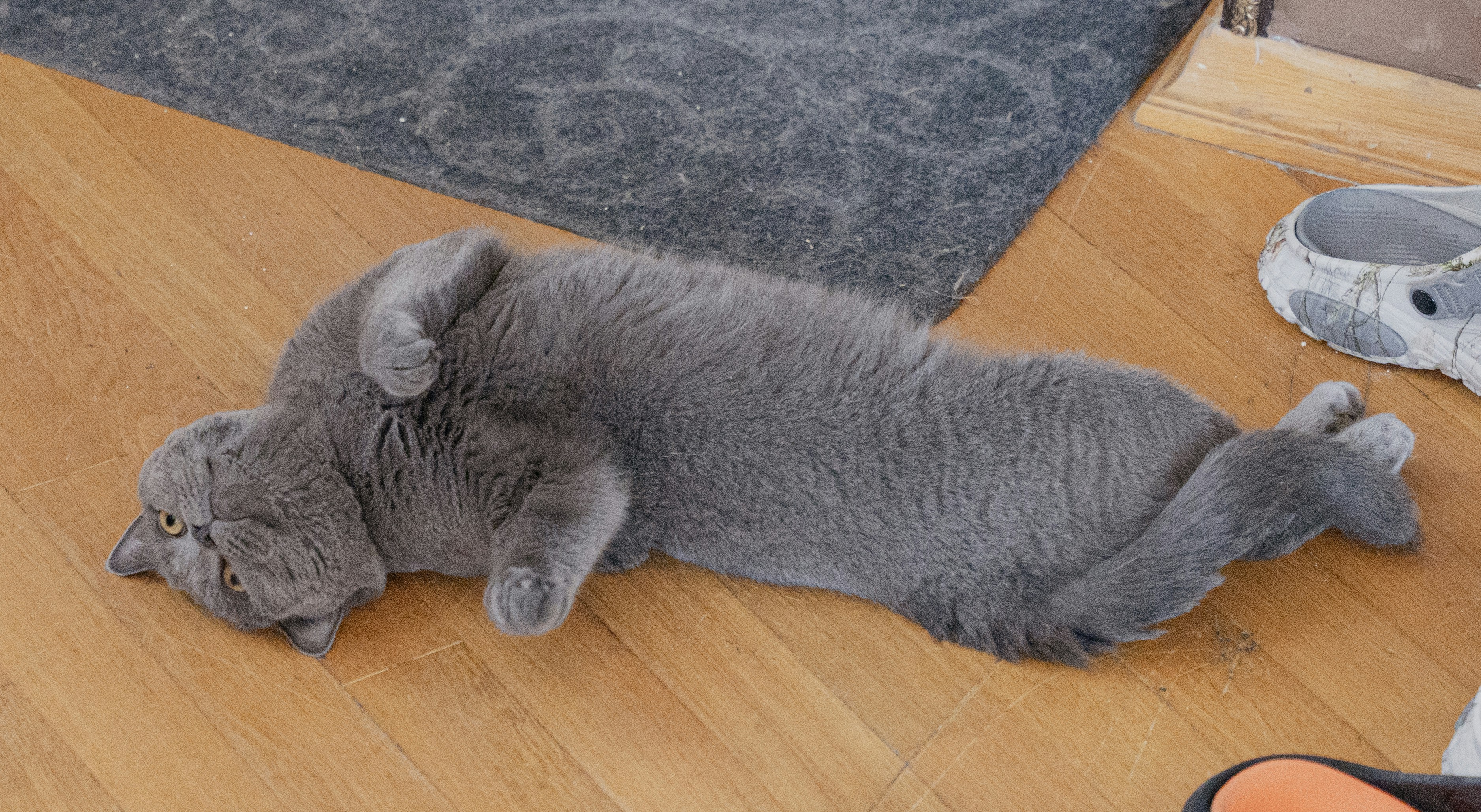 A plump gray kitten lies sprawling on a wooden floor near a doorway, with a casual pose and a single shoe visible nearby.