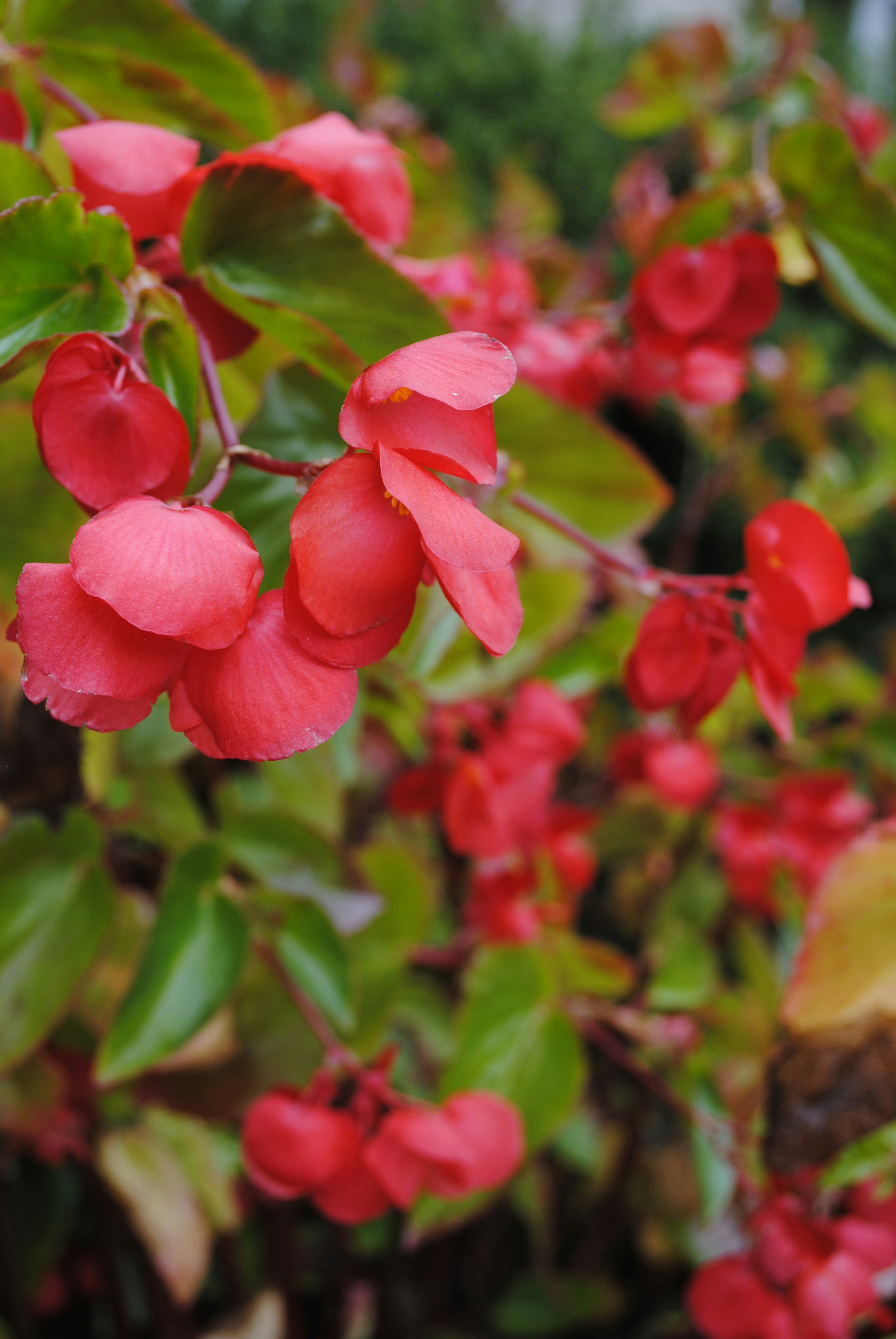 Crimson Blossoms: A Close-up of Tender Red Blooms
