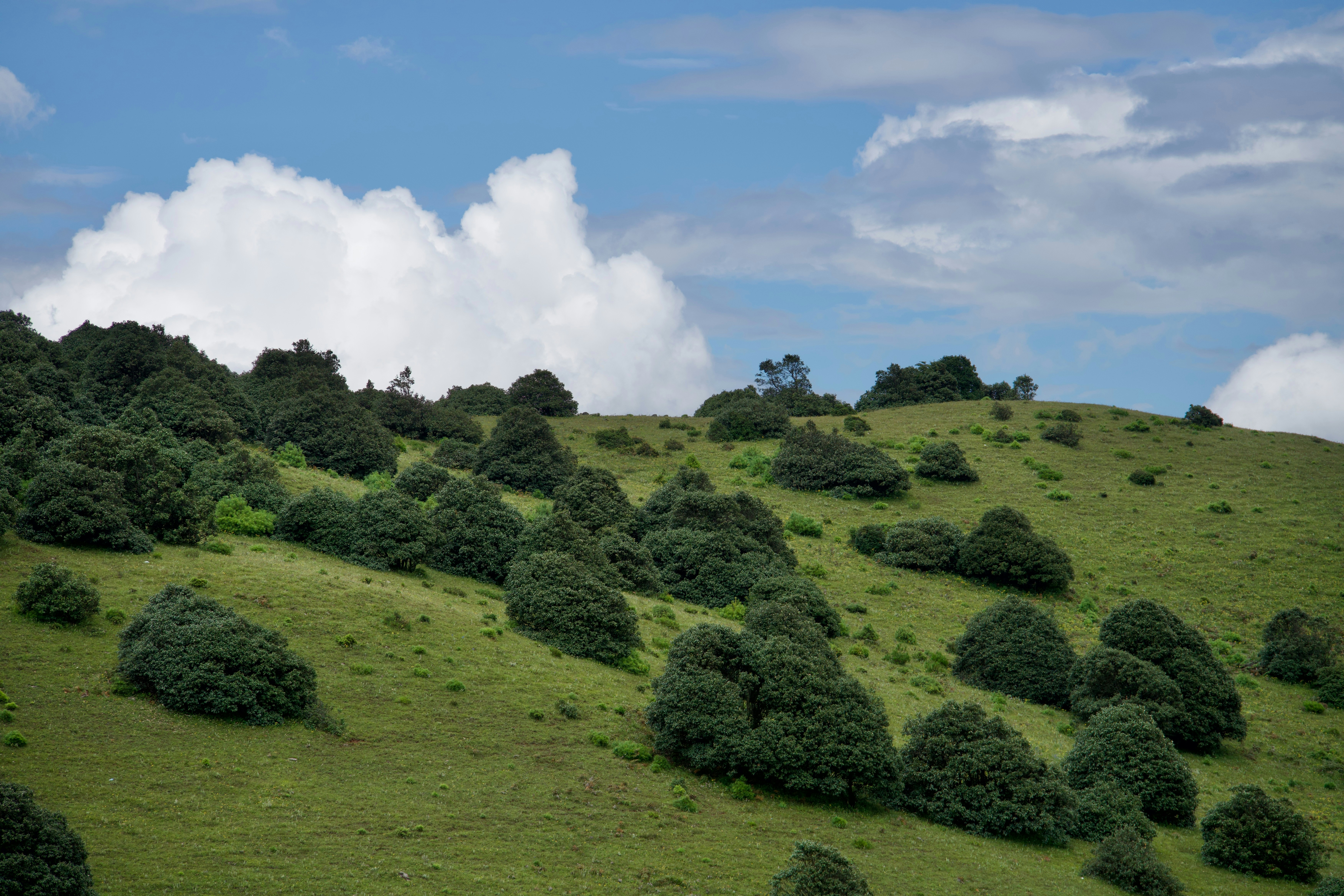 Rolling green hillside dotted with clusters of shrubs under a blue sky with fluffy clouds; landscape scene with distant treeline and scattered bushes; labeled as a natural scenery photograph.