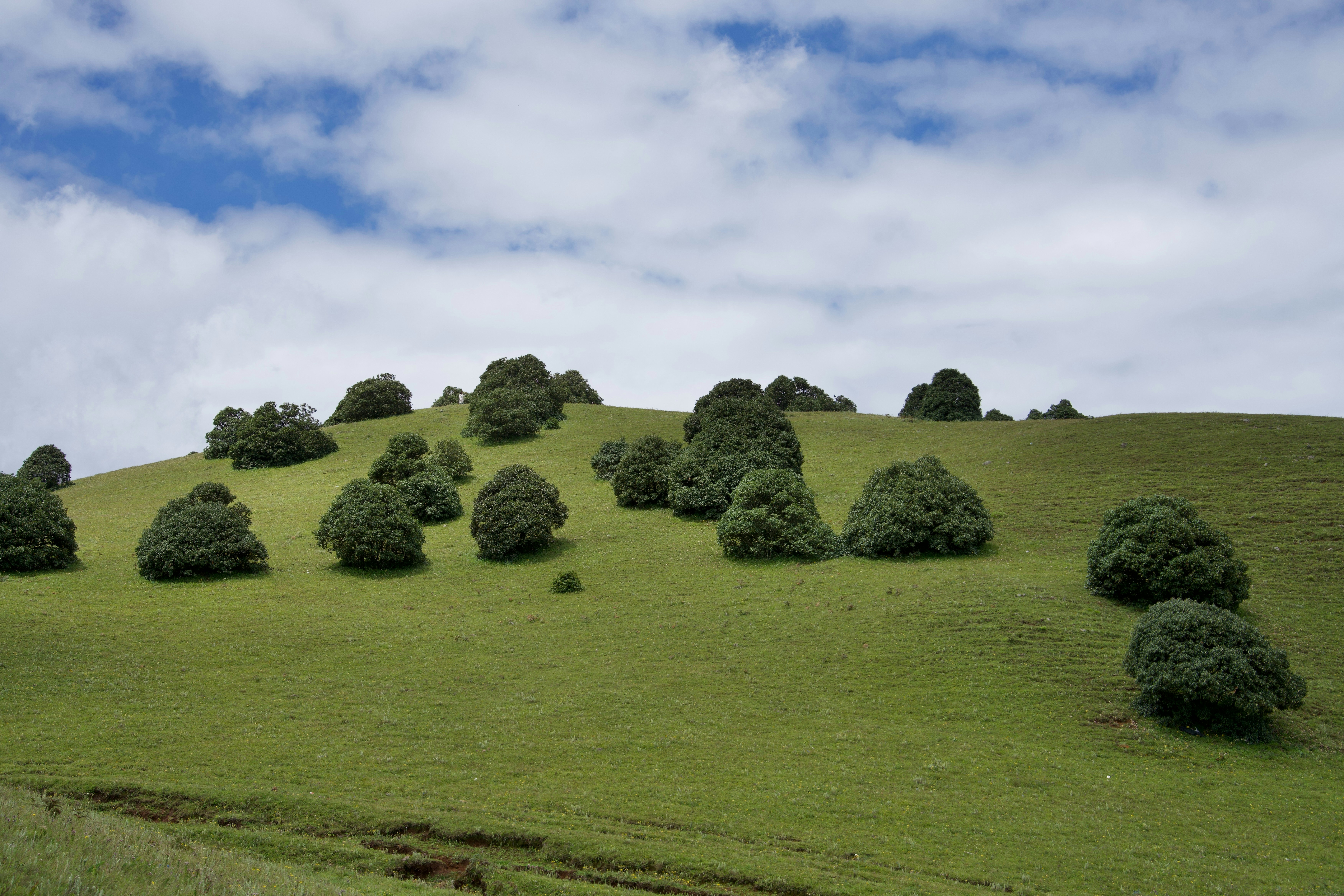 Green Hill Orbs: A Cluster of Rounded Trees on a Rolling Field