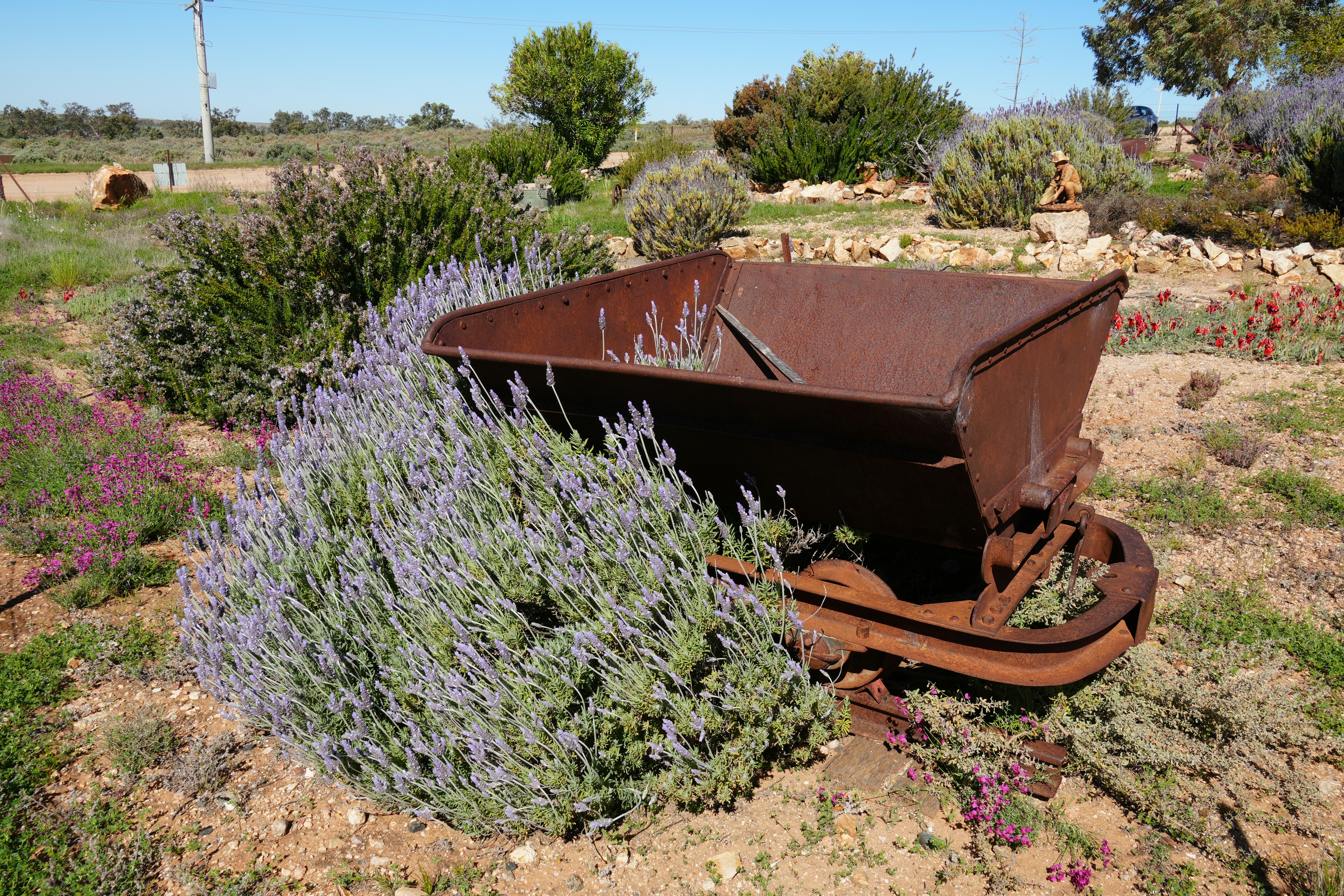 A weathered wagon bed and lavender embrace in a sunlit frontier garden