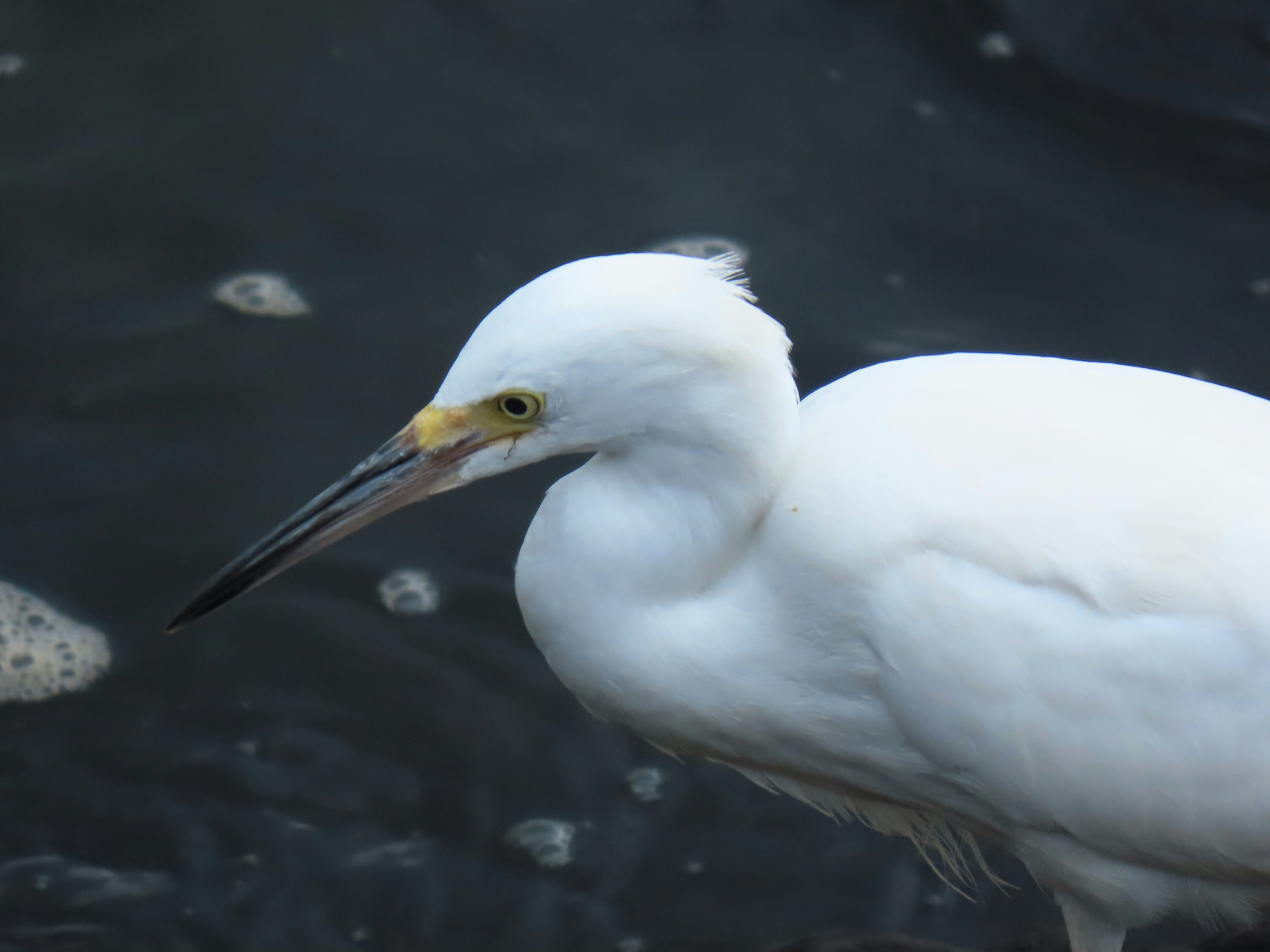 Silent Heron Over Dark Waters
