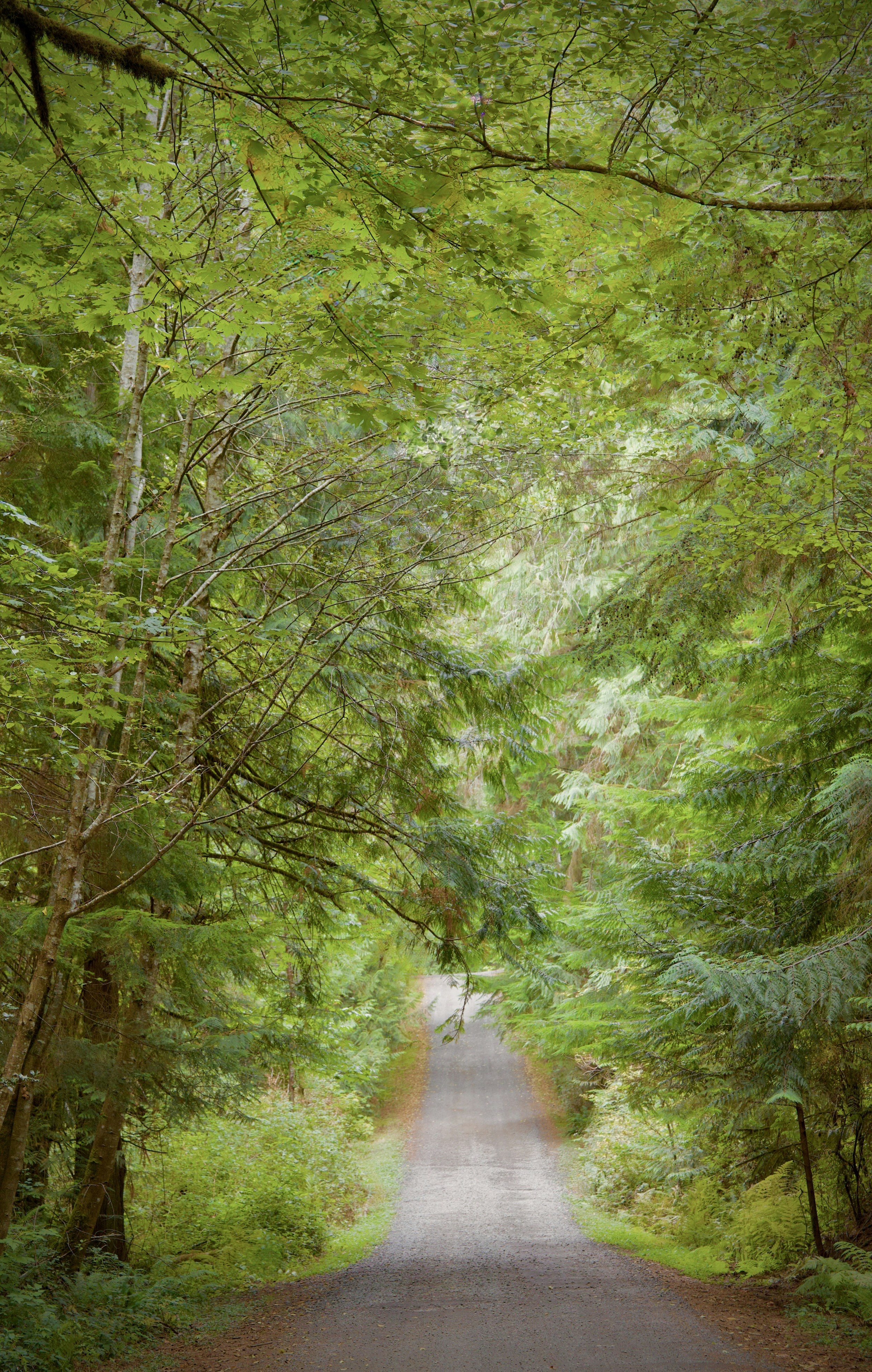 Path Through Verdant Aisle