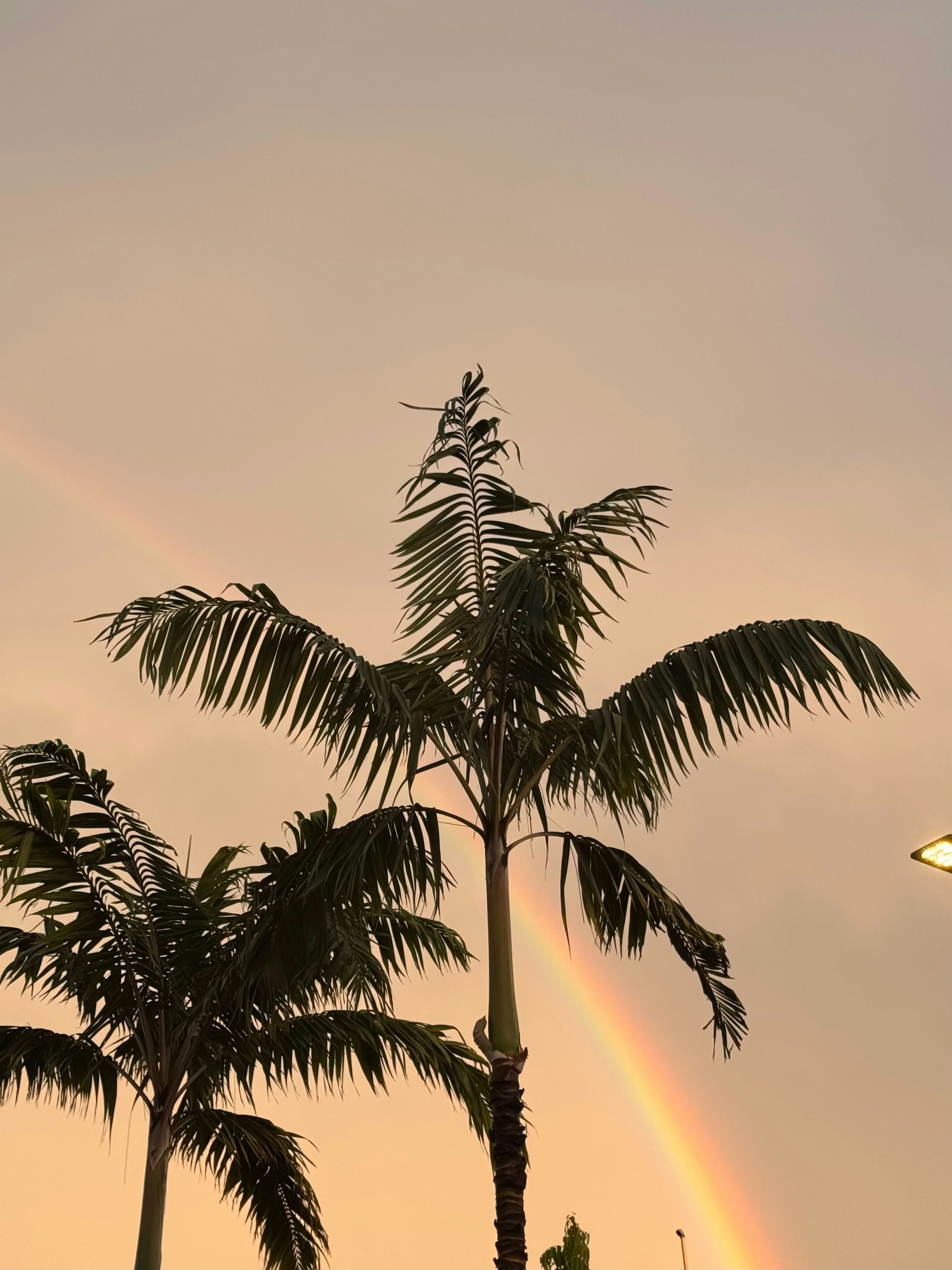 Rainbow Over a Palm Canopy at Dusk