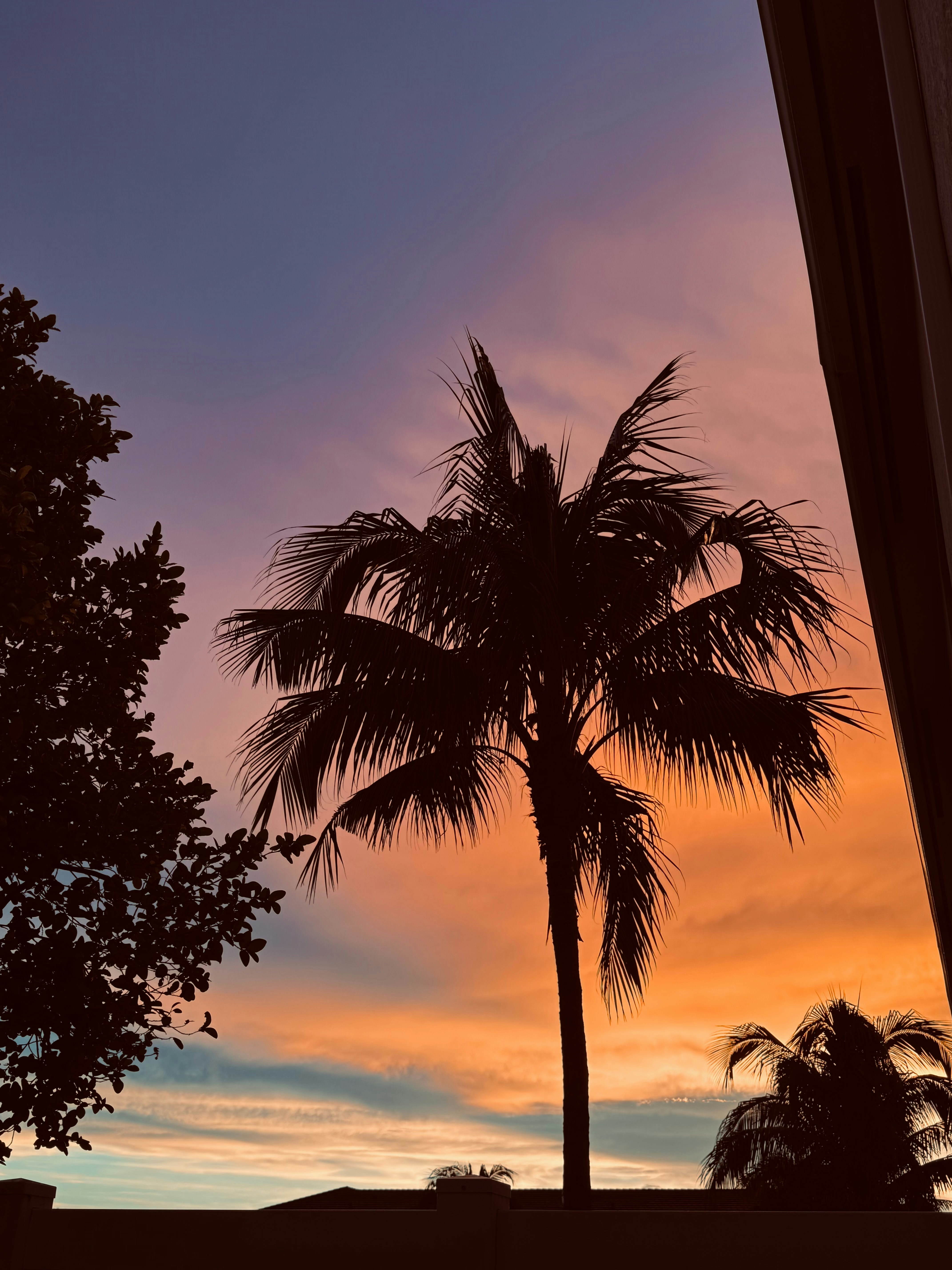 Sunset silhouette: palm against a glowing sky from a sunlit balcony