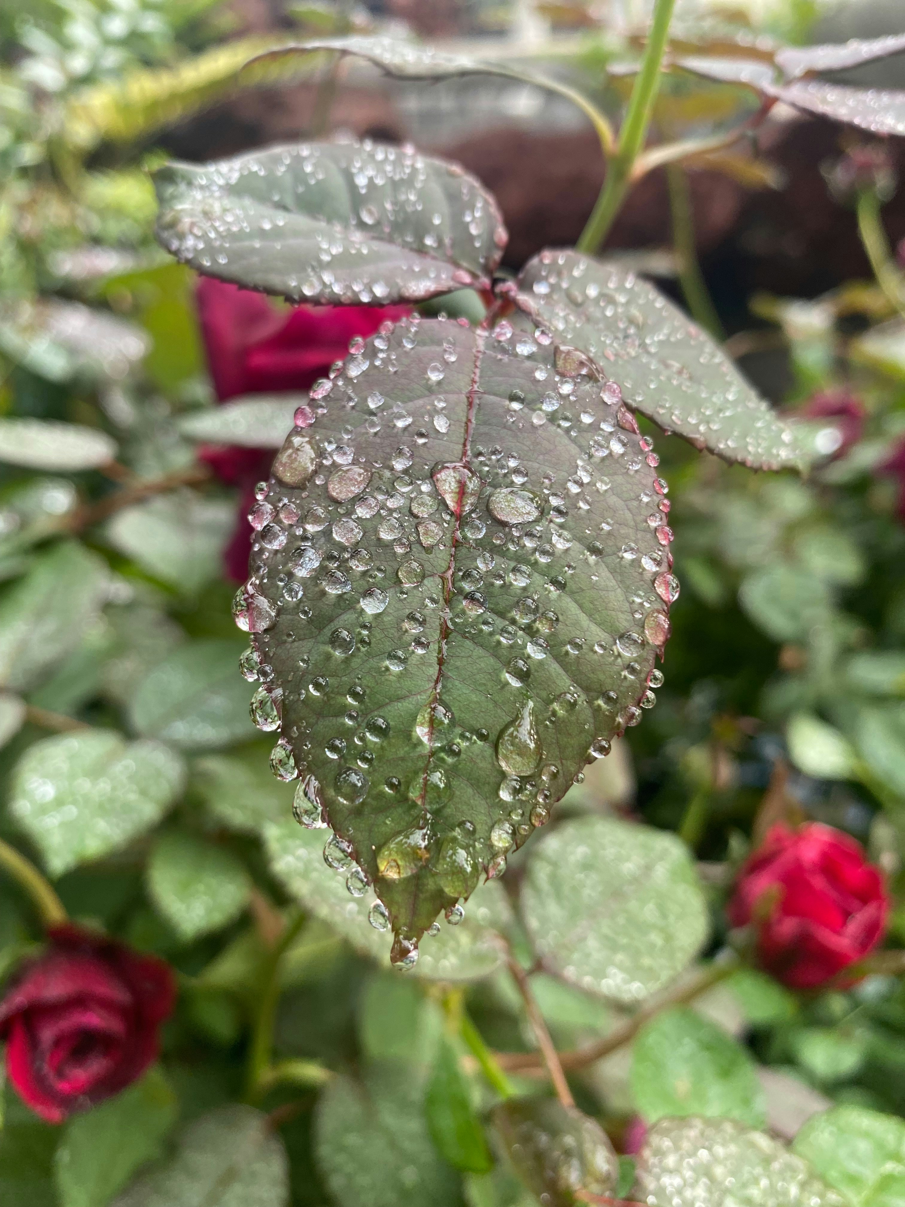 Dew-kissed Rose Leaf: Tiny Orbs on a Velvet Green