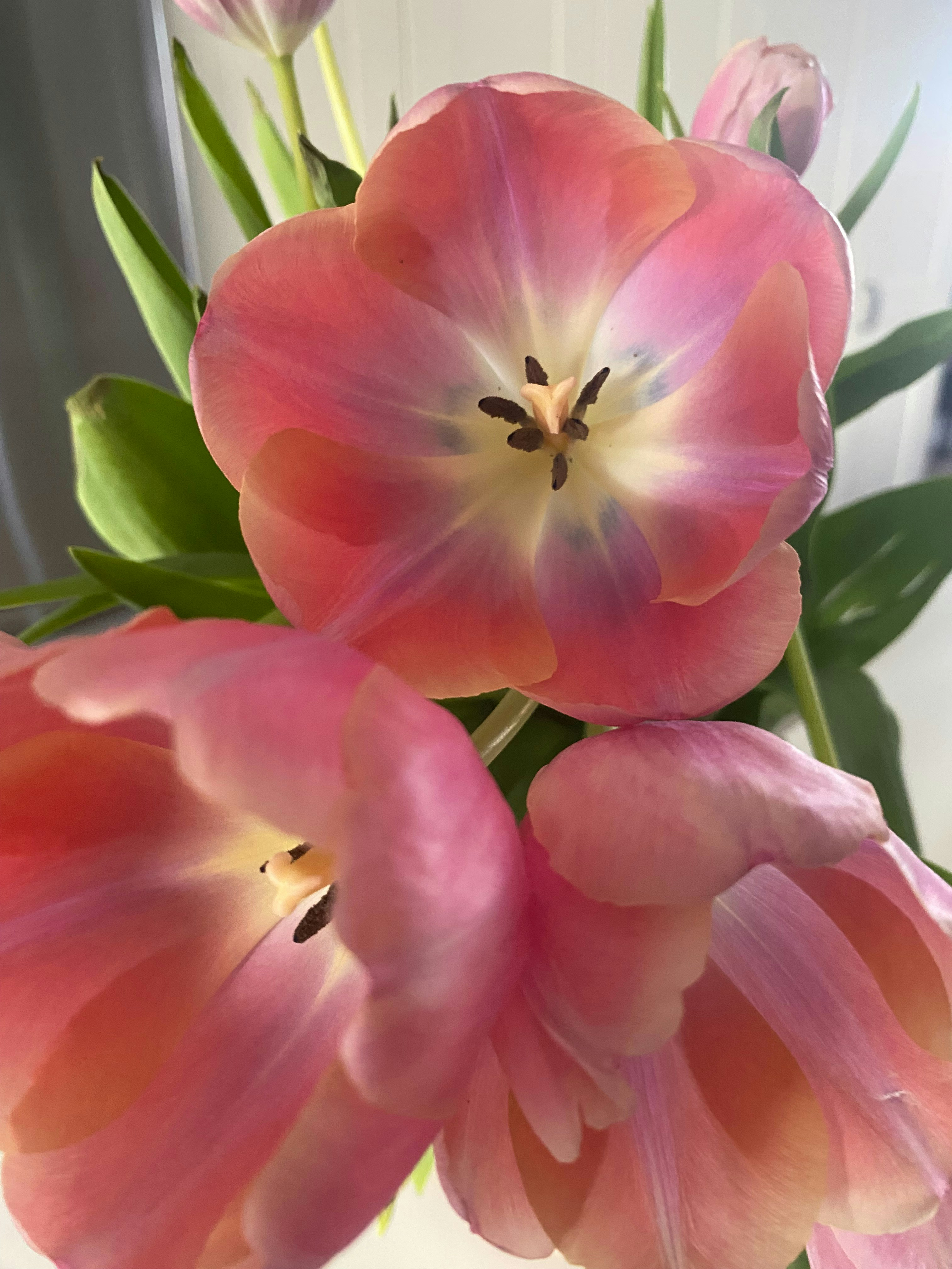 Pink Tulips in Soft Backlight: Close-Up of Petal Veins and Stamen
