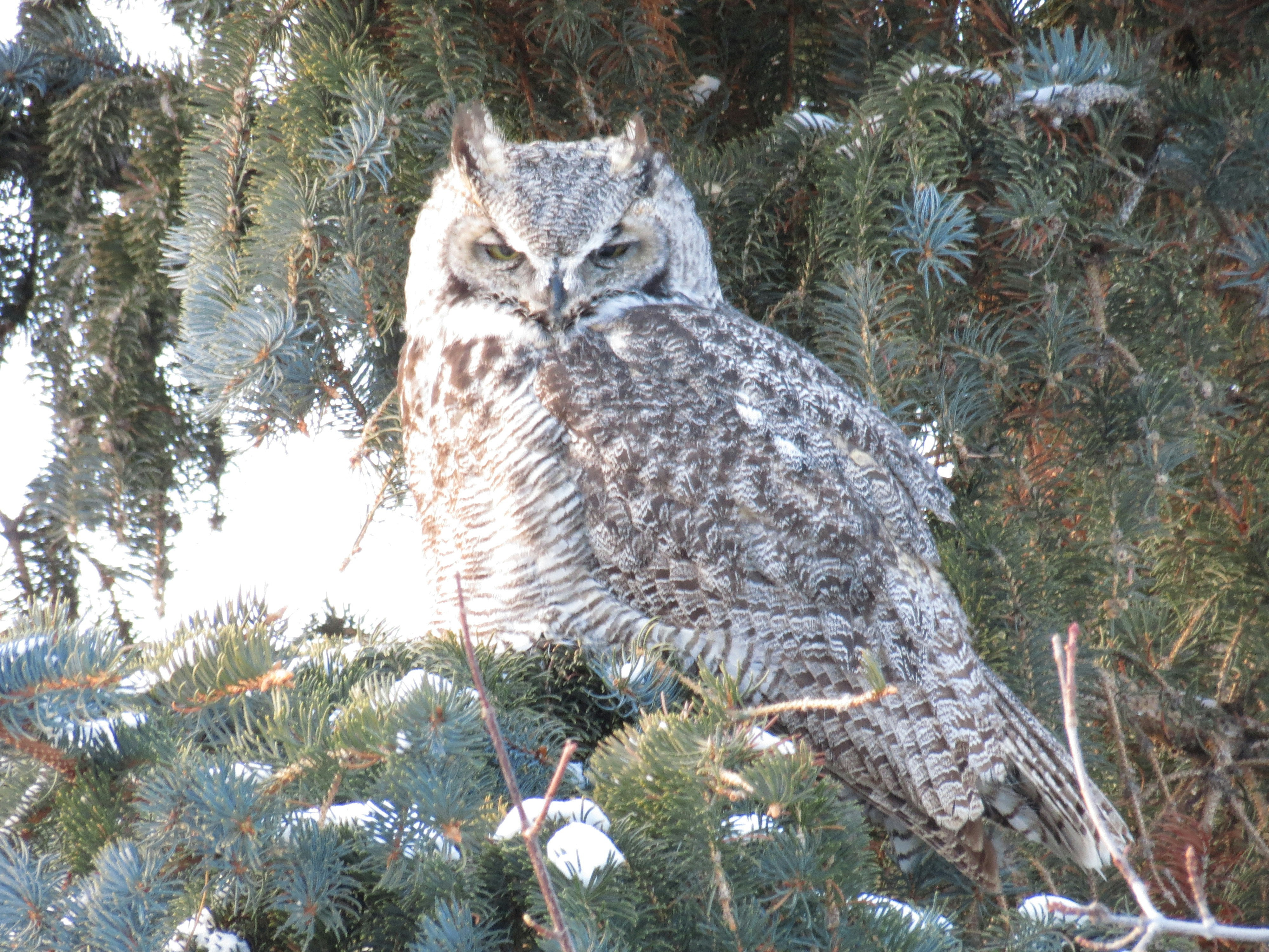 Amber-eyed Owl in Snowy Pine Shadow