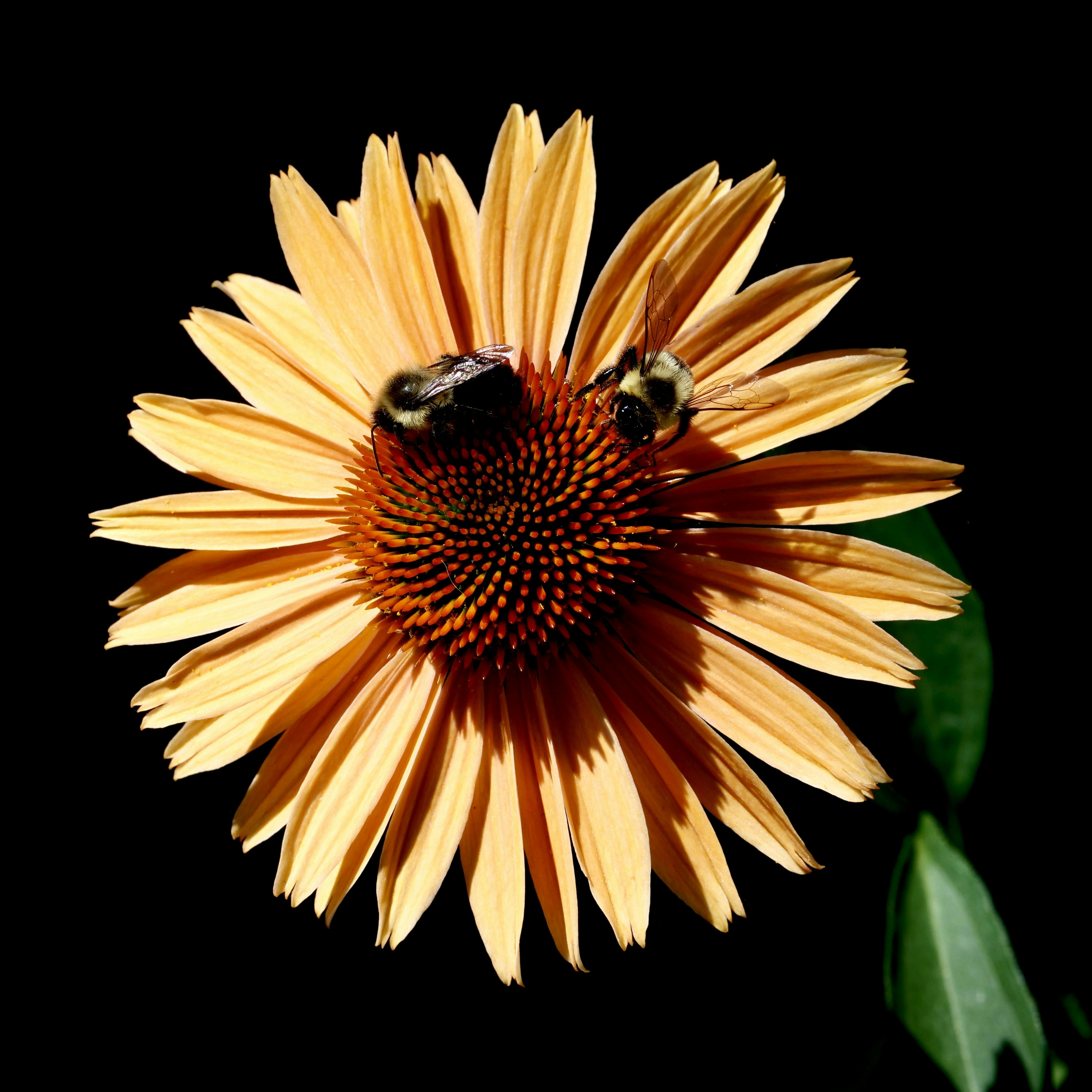 Two bumblebees on a yellowish flower