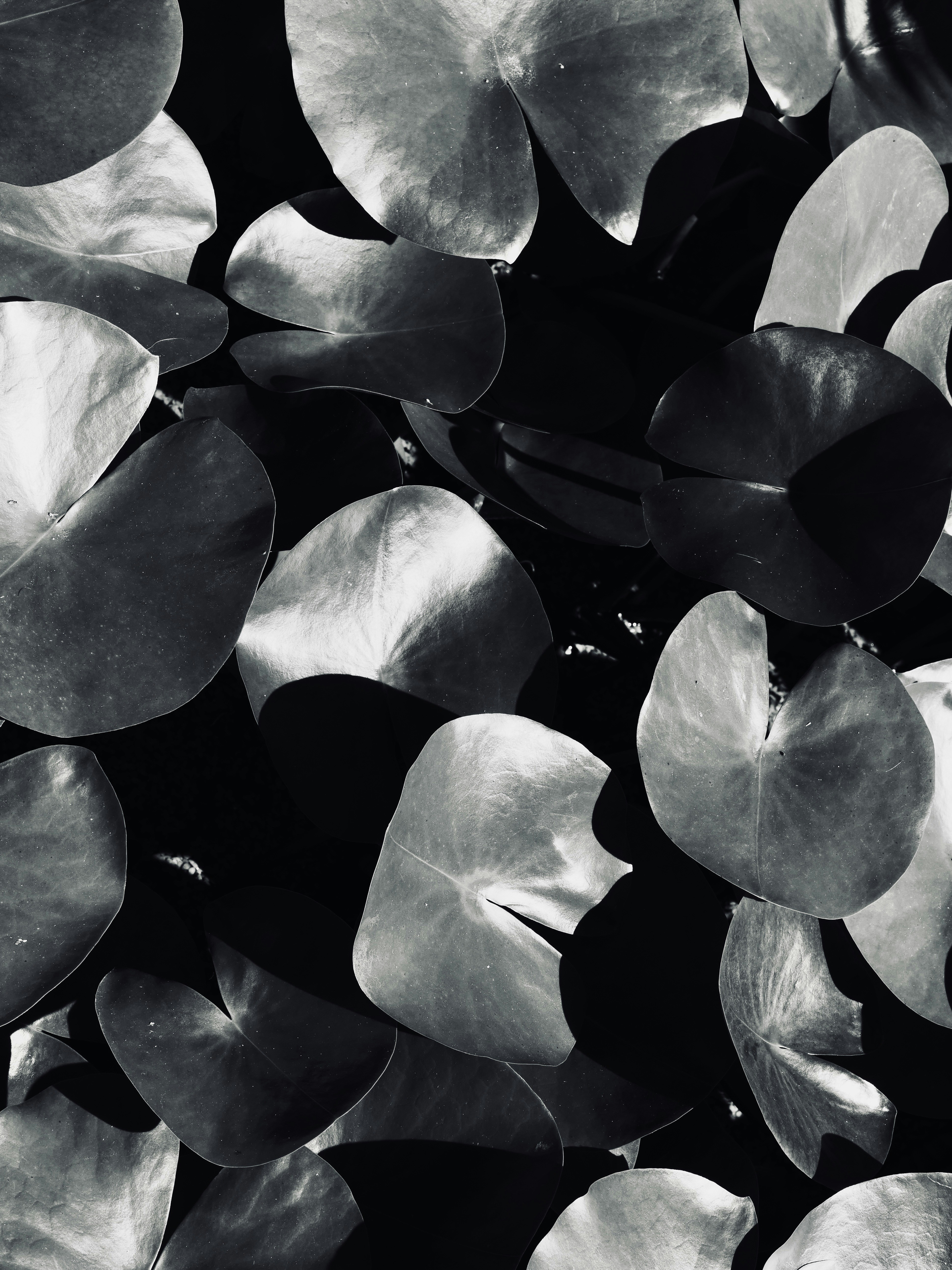Monochrome close-up of overlapping lily pads filling the frame with soft highlights and deep shadows. This is a photographic study of texture and circular form in nature.