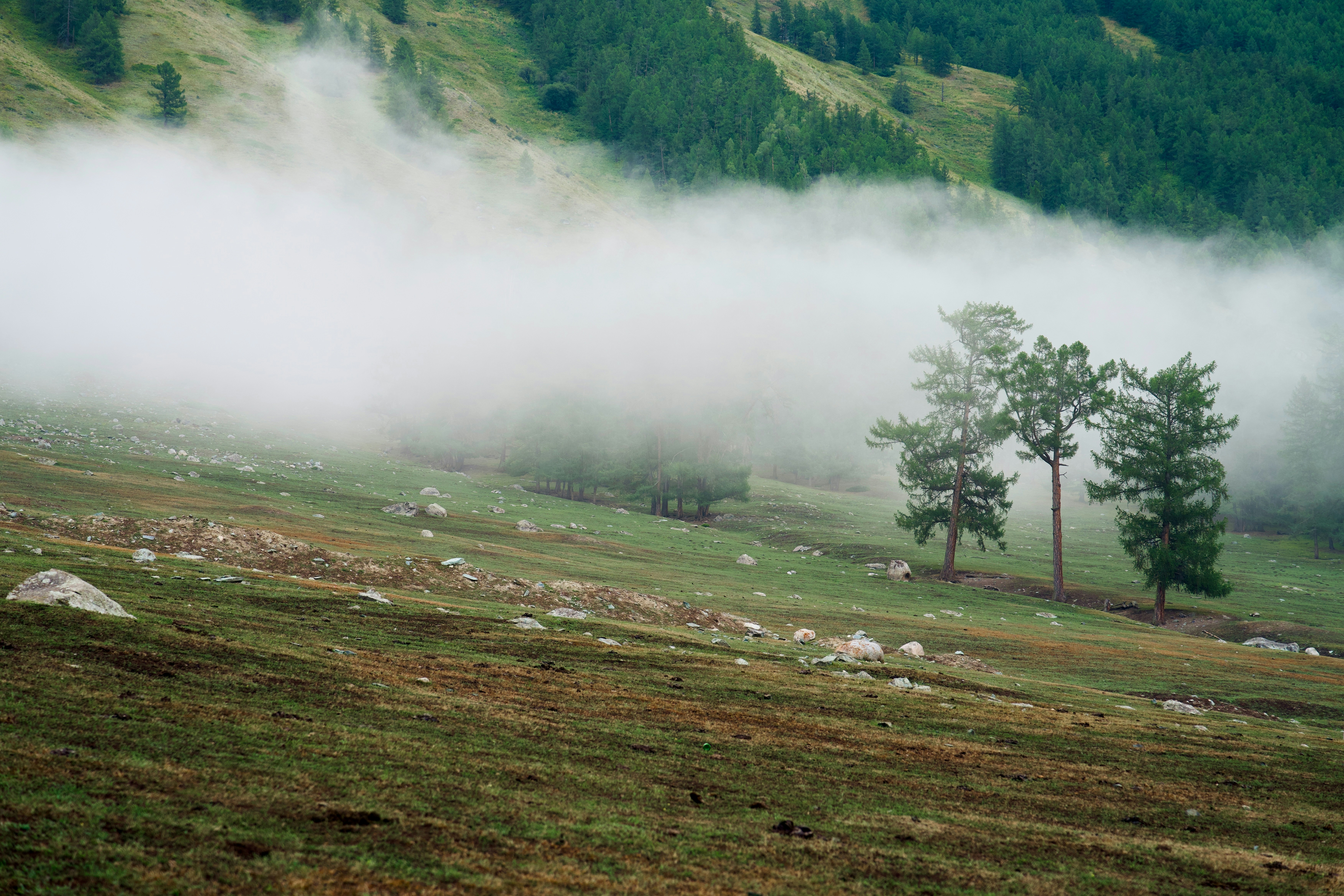Misty Meadow Drift Beyond a Quiet Ridge