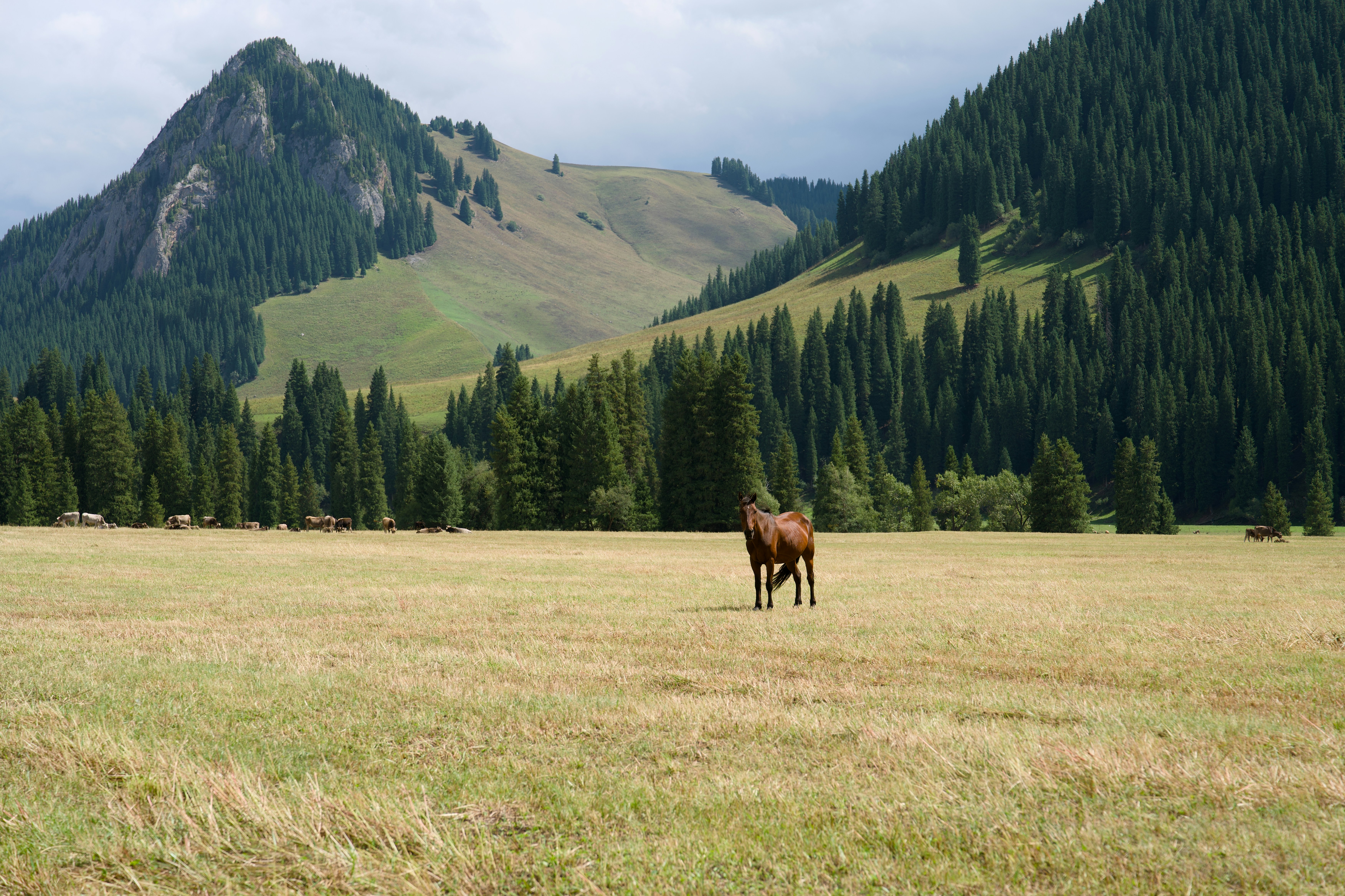 Lone horse in a sunlit meadow beneath alpine pines
